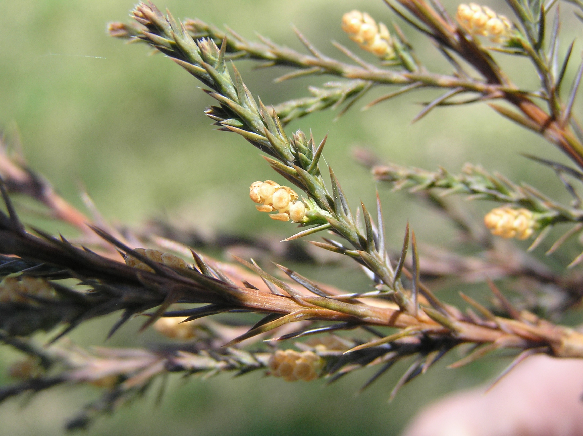 Native Trees of Indiana River Walk