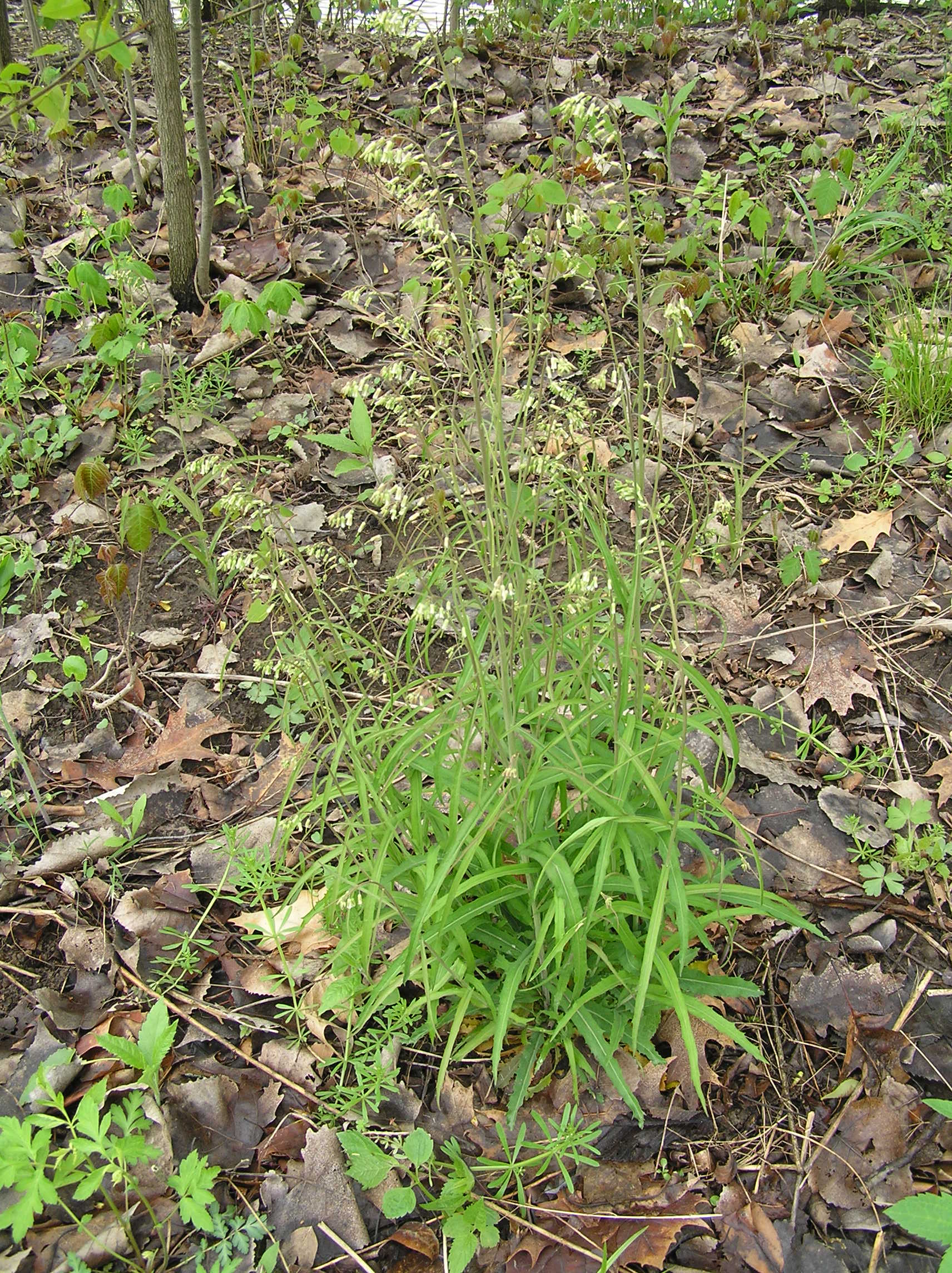 Native Trees of Indiana River Walk