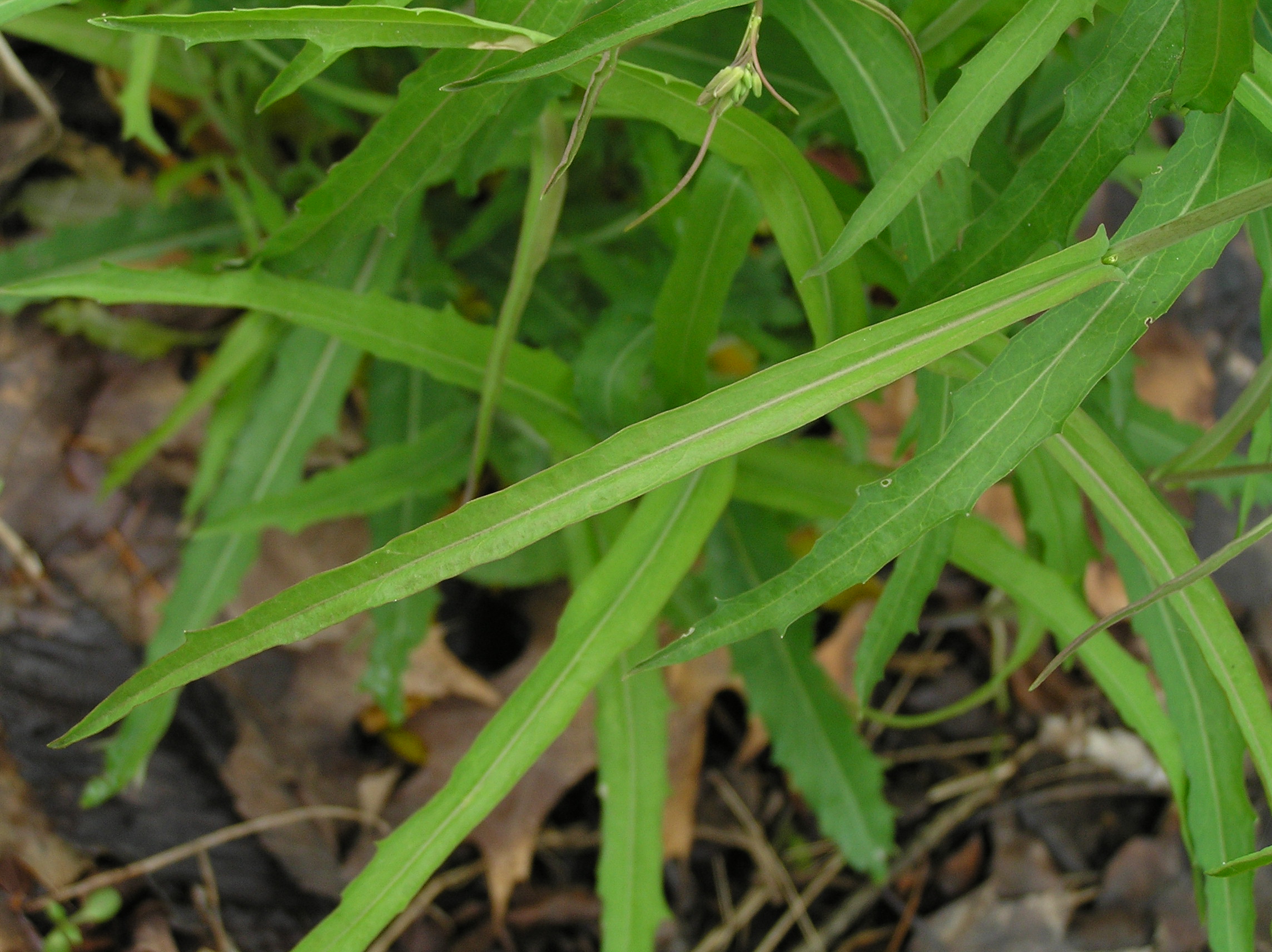 Native Trees of Indiana River Walk