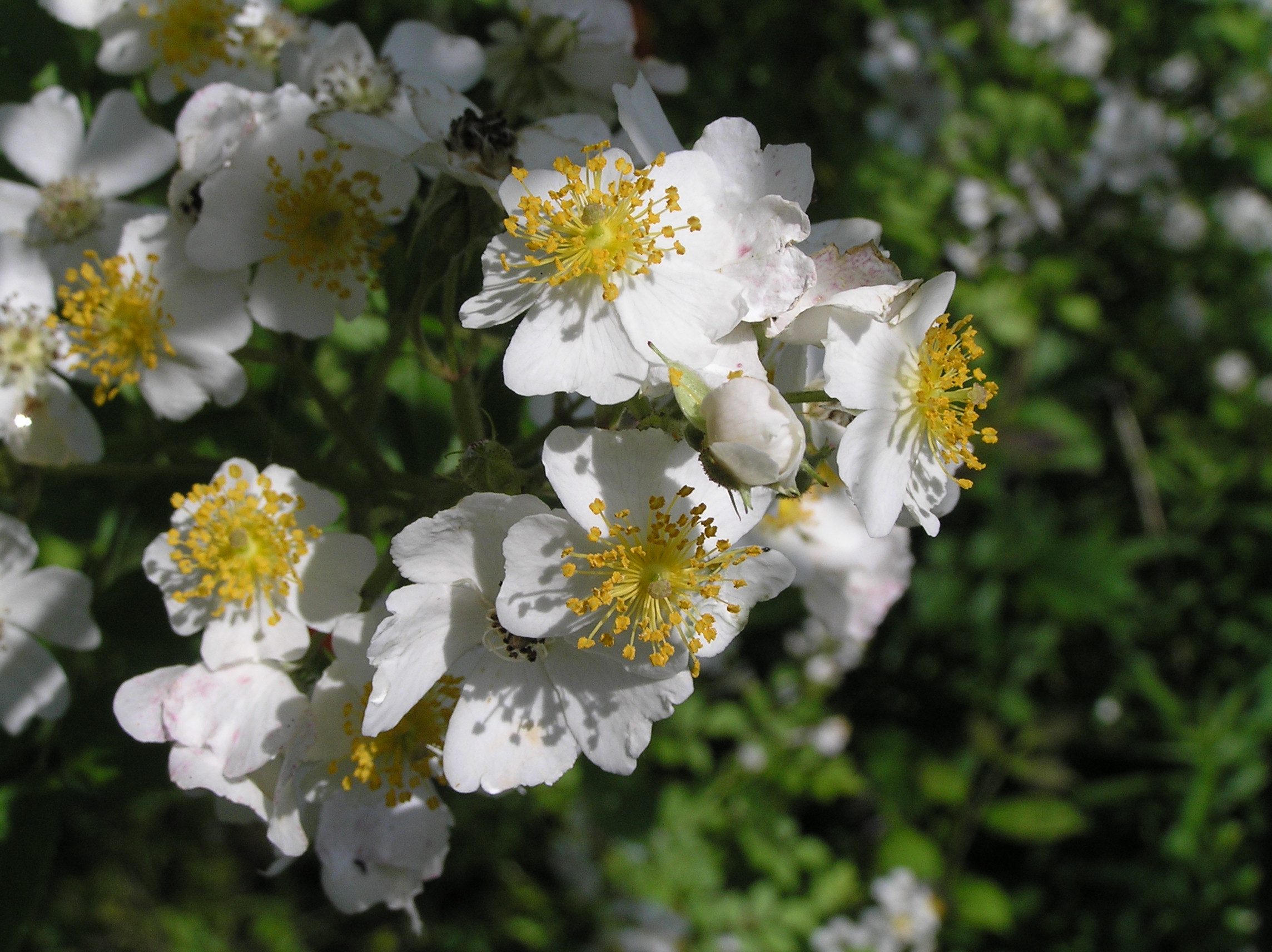 Native Trees of Indiana River Walk