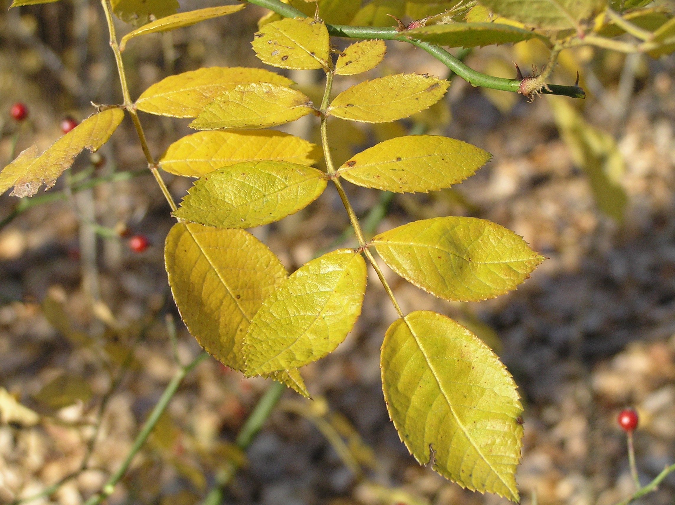 Native Trees of Indiana River Walk