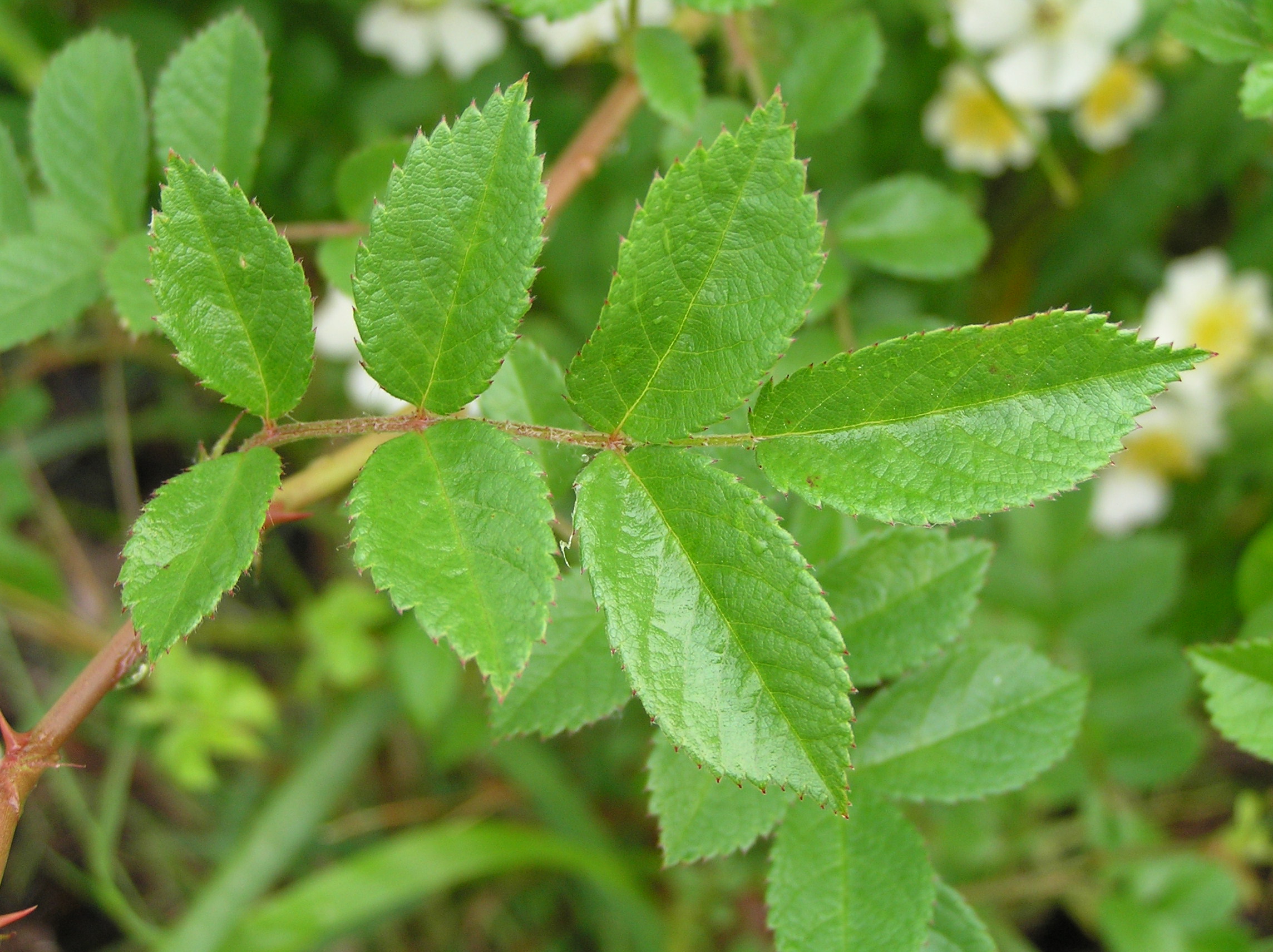 Native Trees of Indiana River Walk