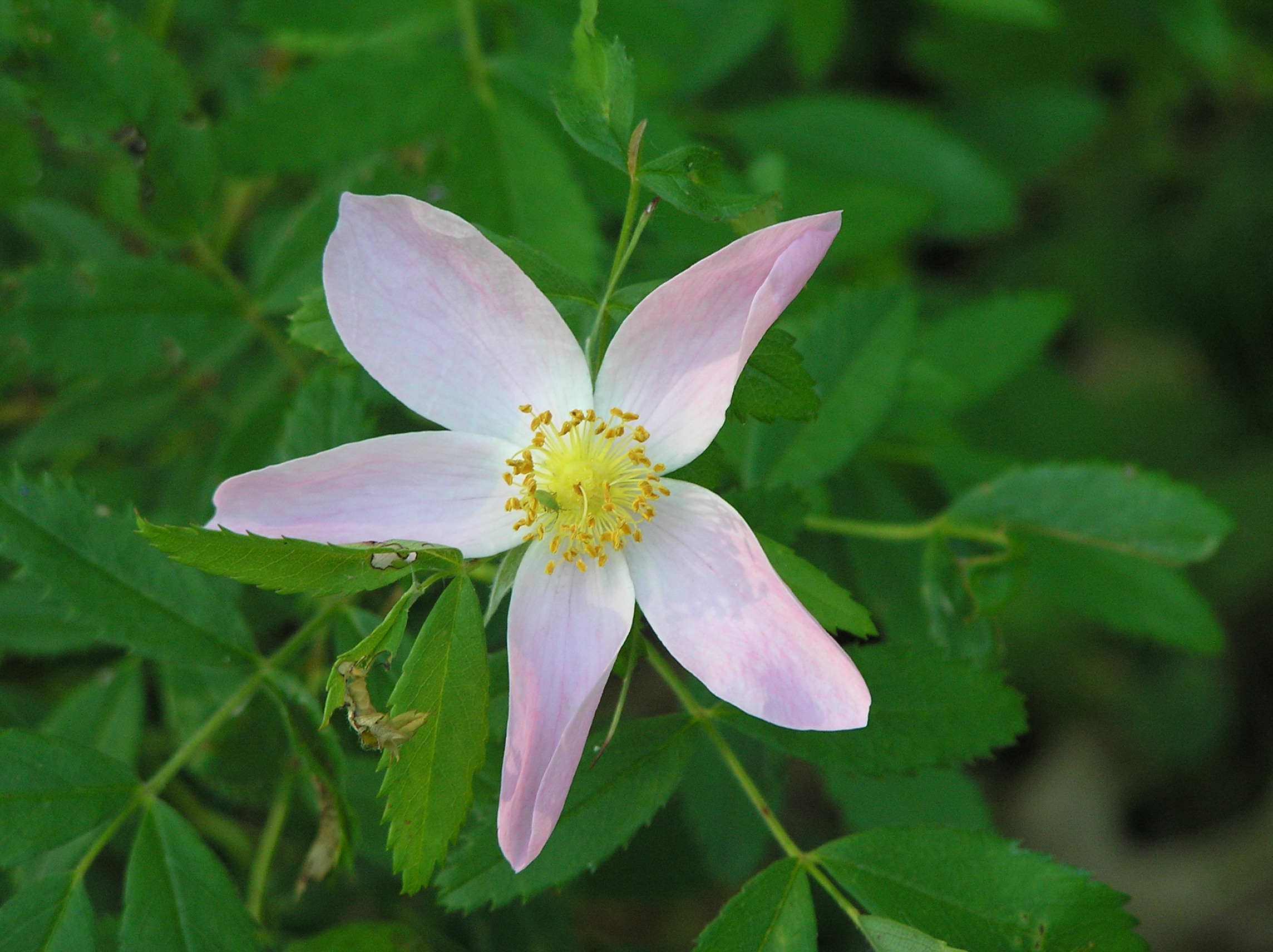 Native Trees of Indiana River Walk