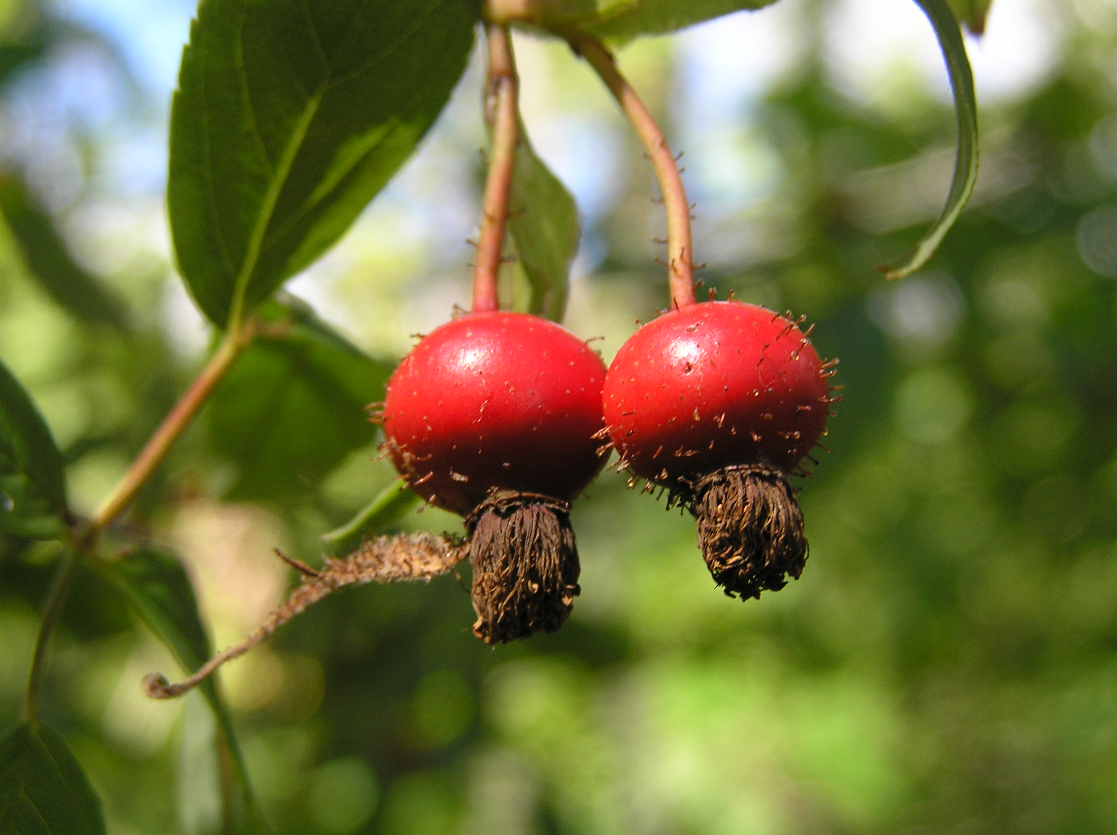 Native Trees of Indiana River Walk