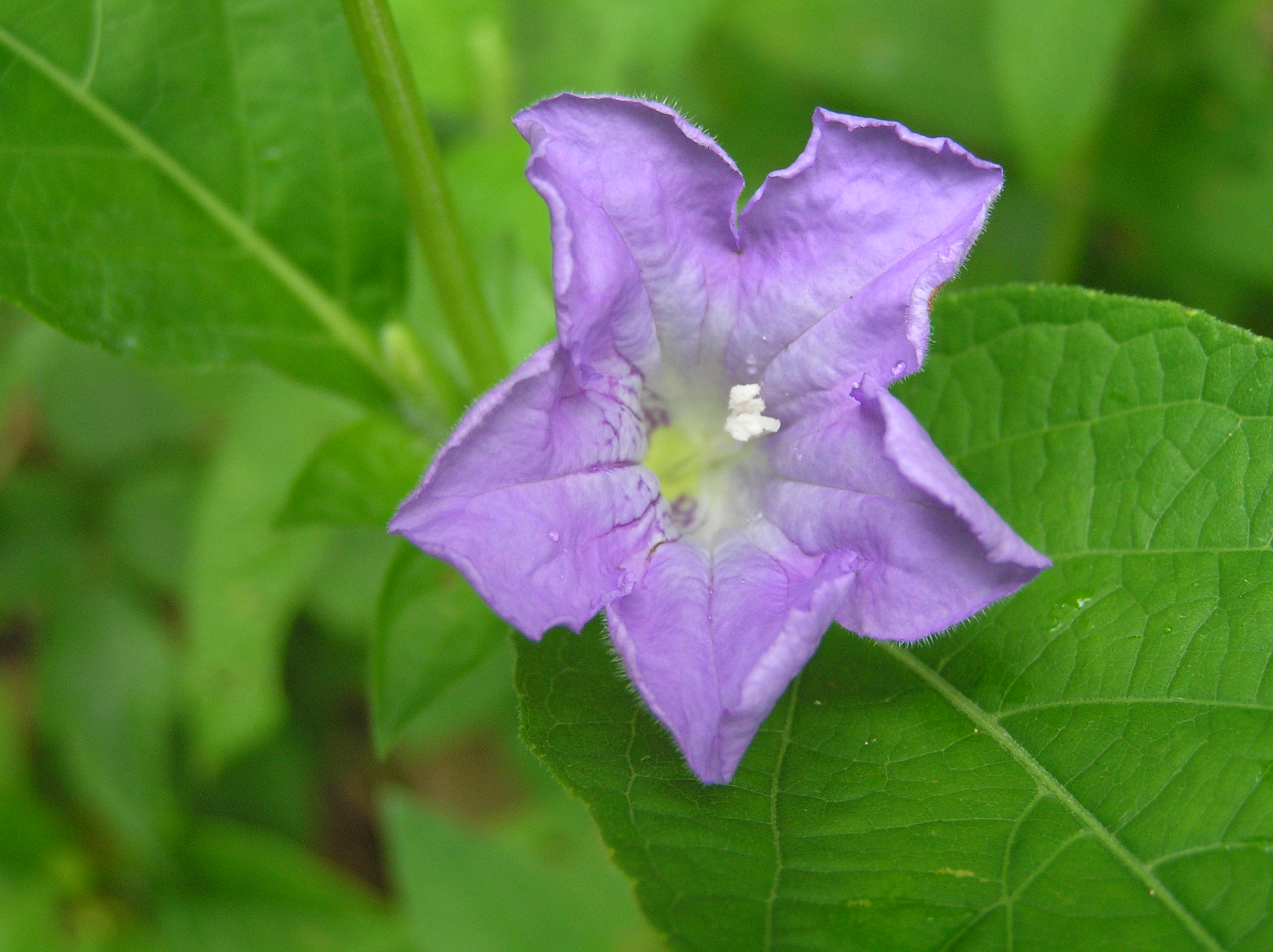 Native Trees of Indiana River Walk