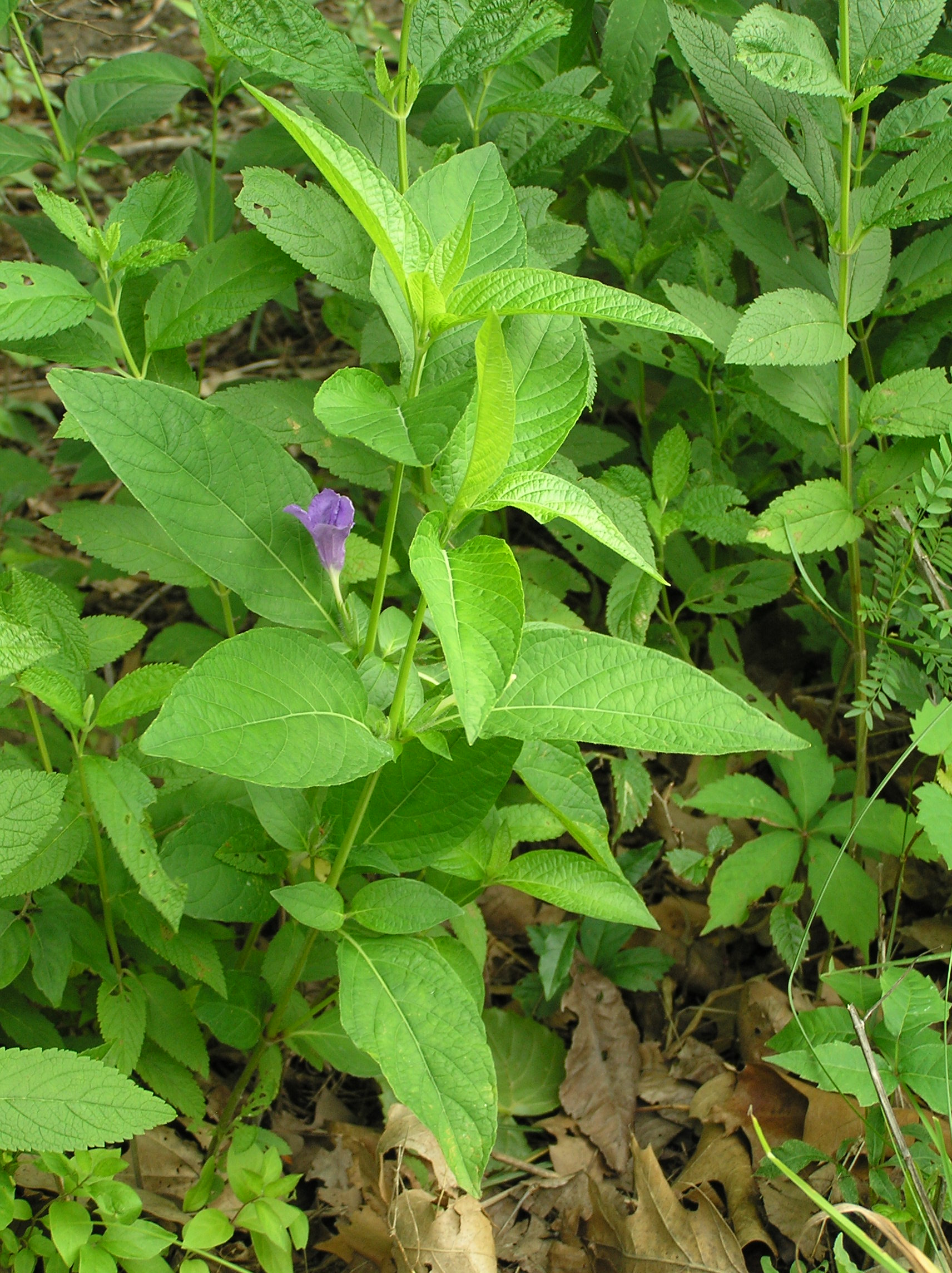Native Trees of Indiana River Walk