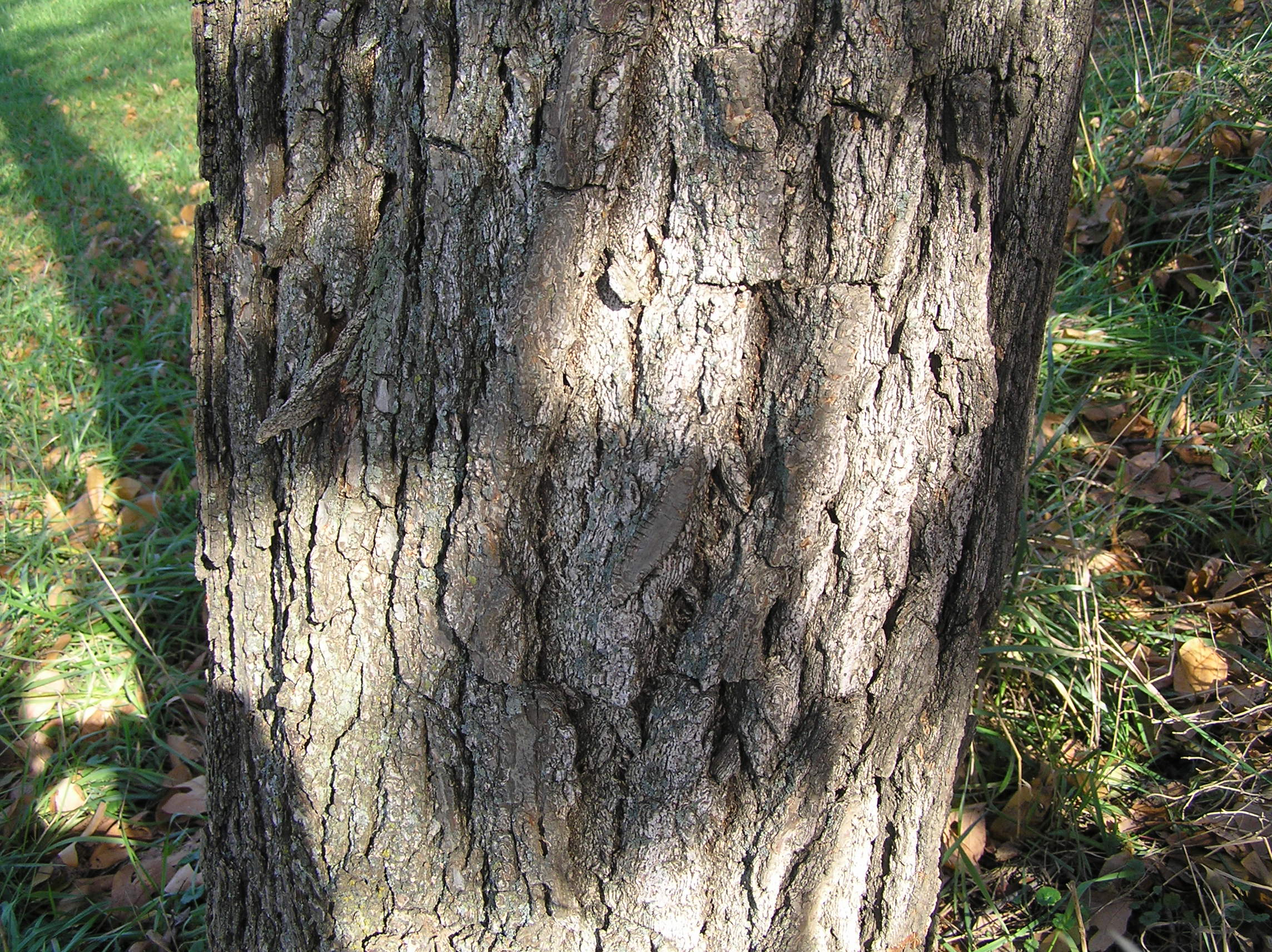 Native Trees of Indiana River Walk