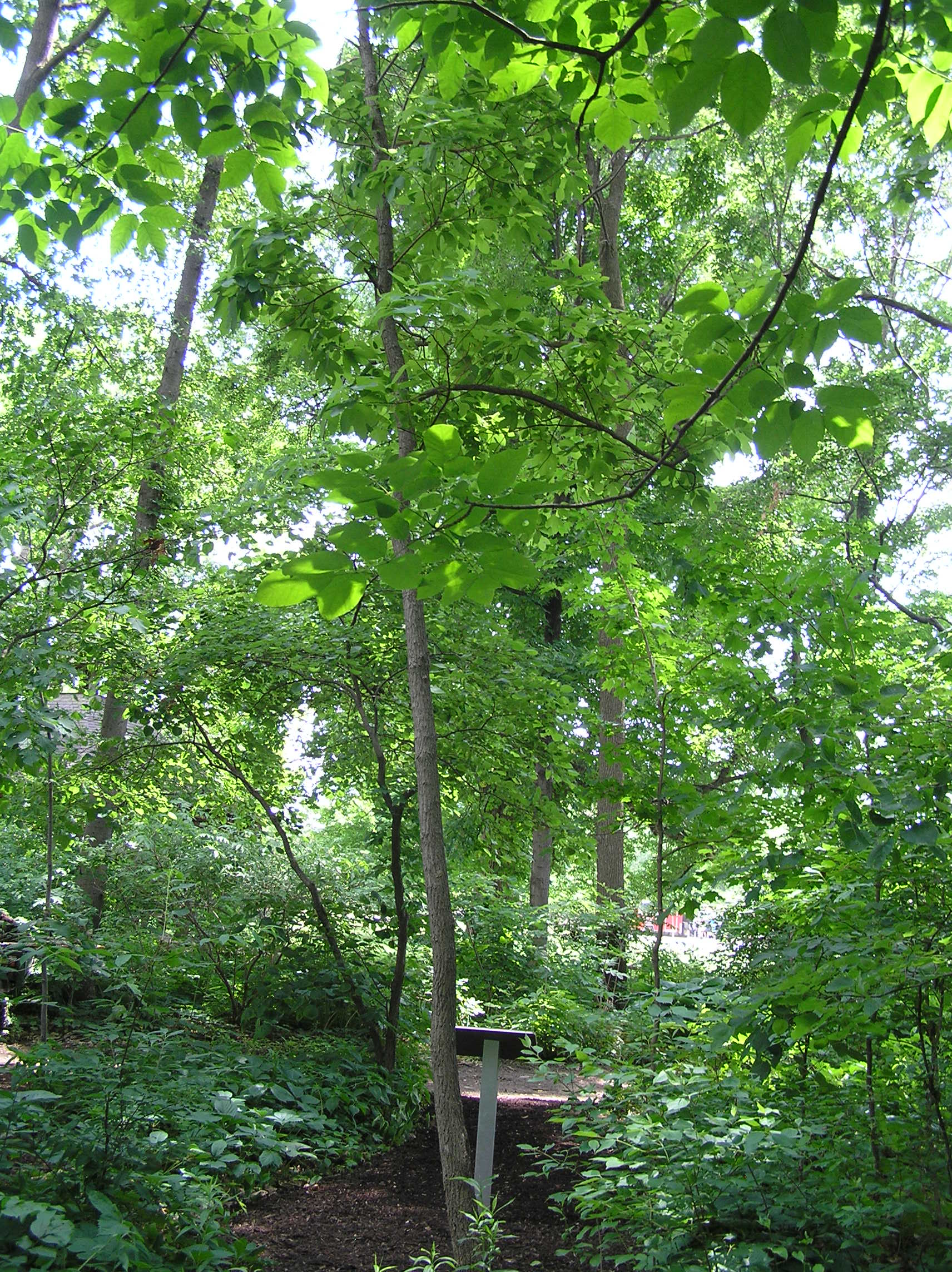 Native Trees of Indiana River Walk