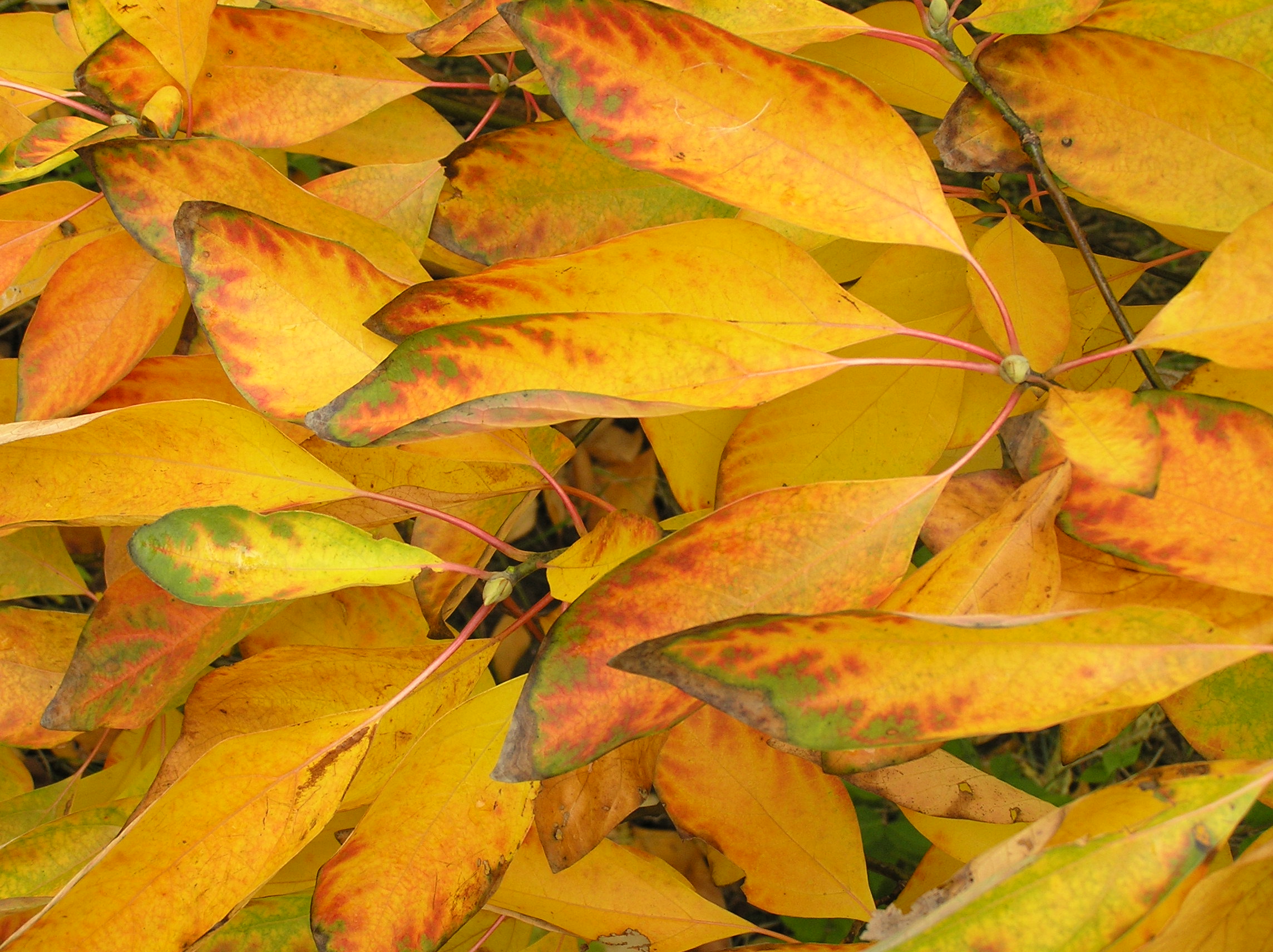 Native Trees of Indiana River Walk
