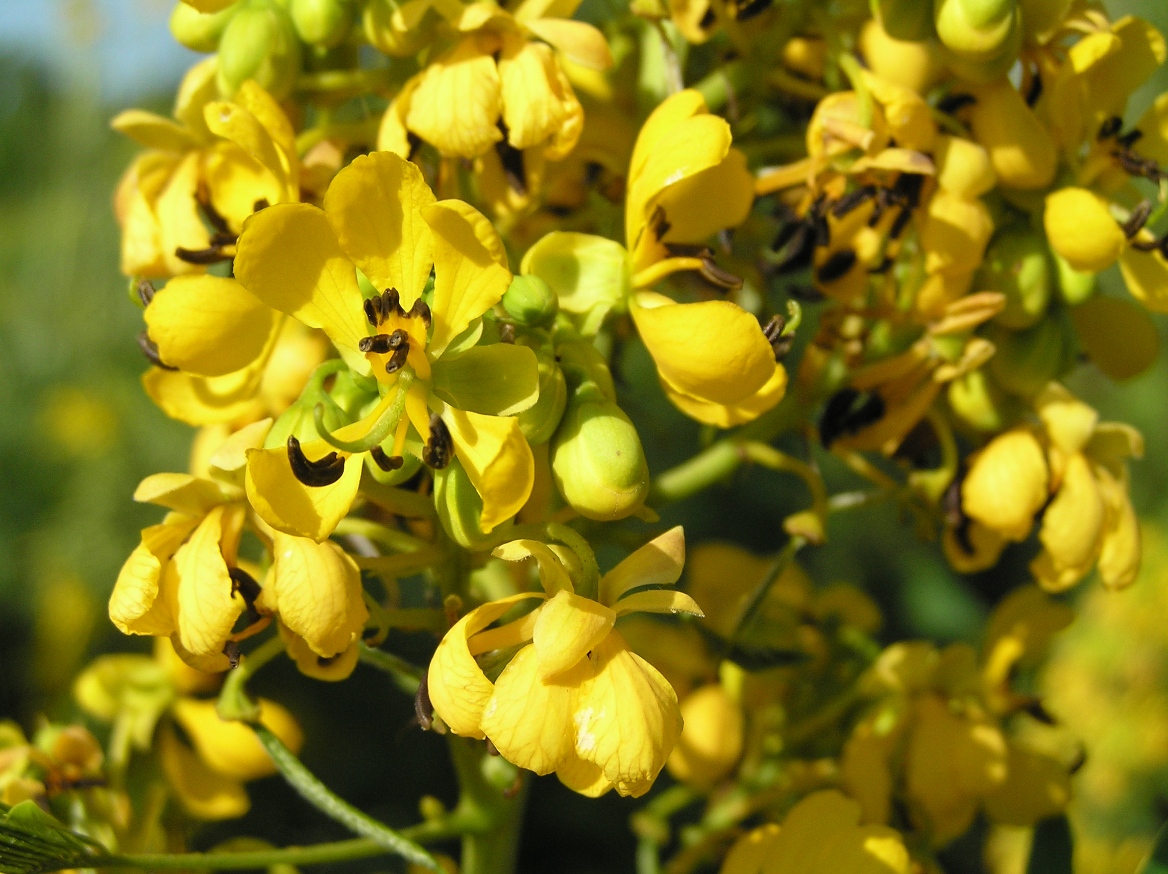 Native Trees of Indiana River Walk