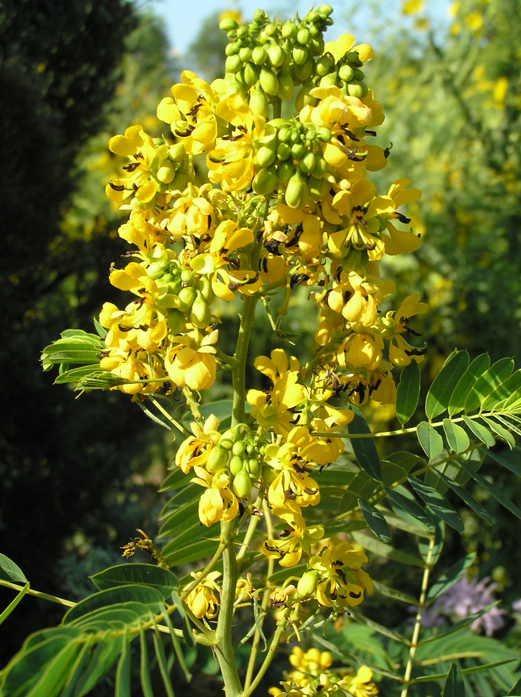 Native Trees of Indiana River Walk
