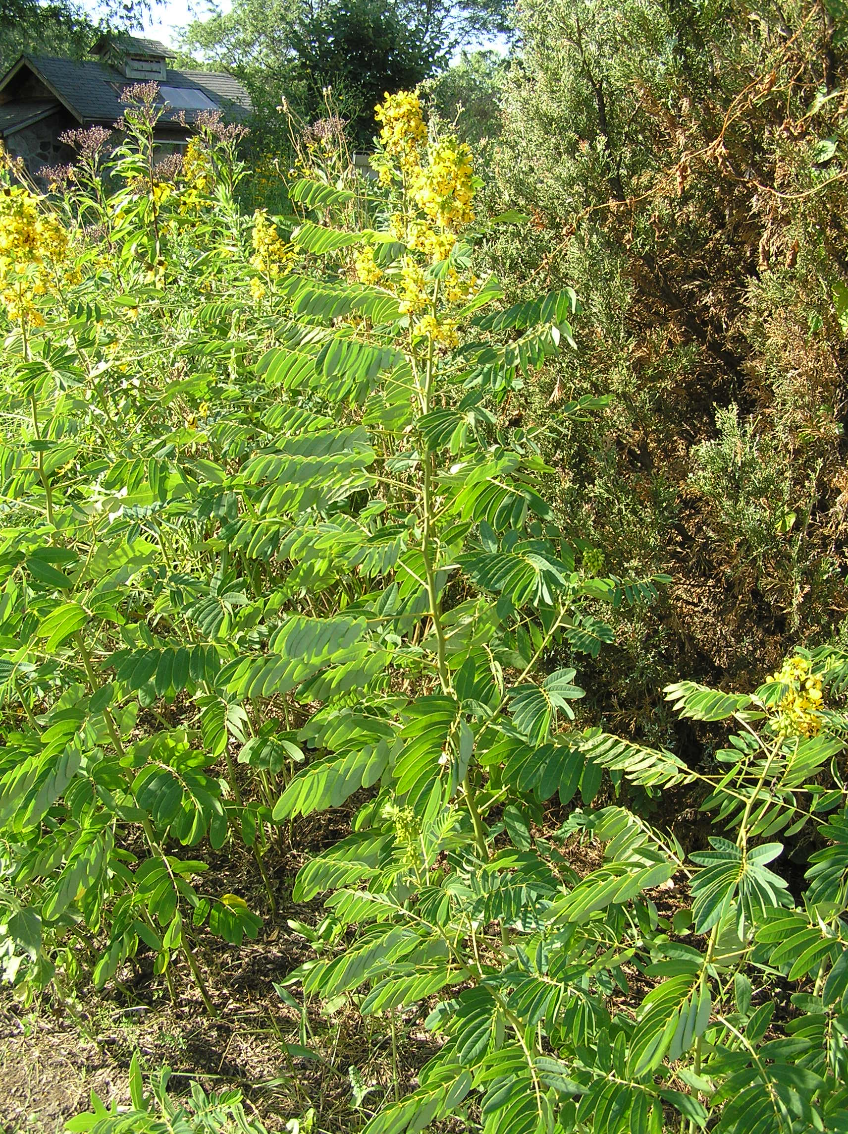 Native Trees of Indiana River Walk