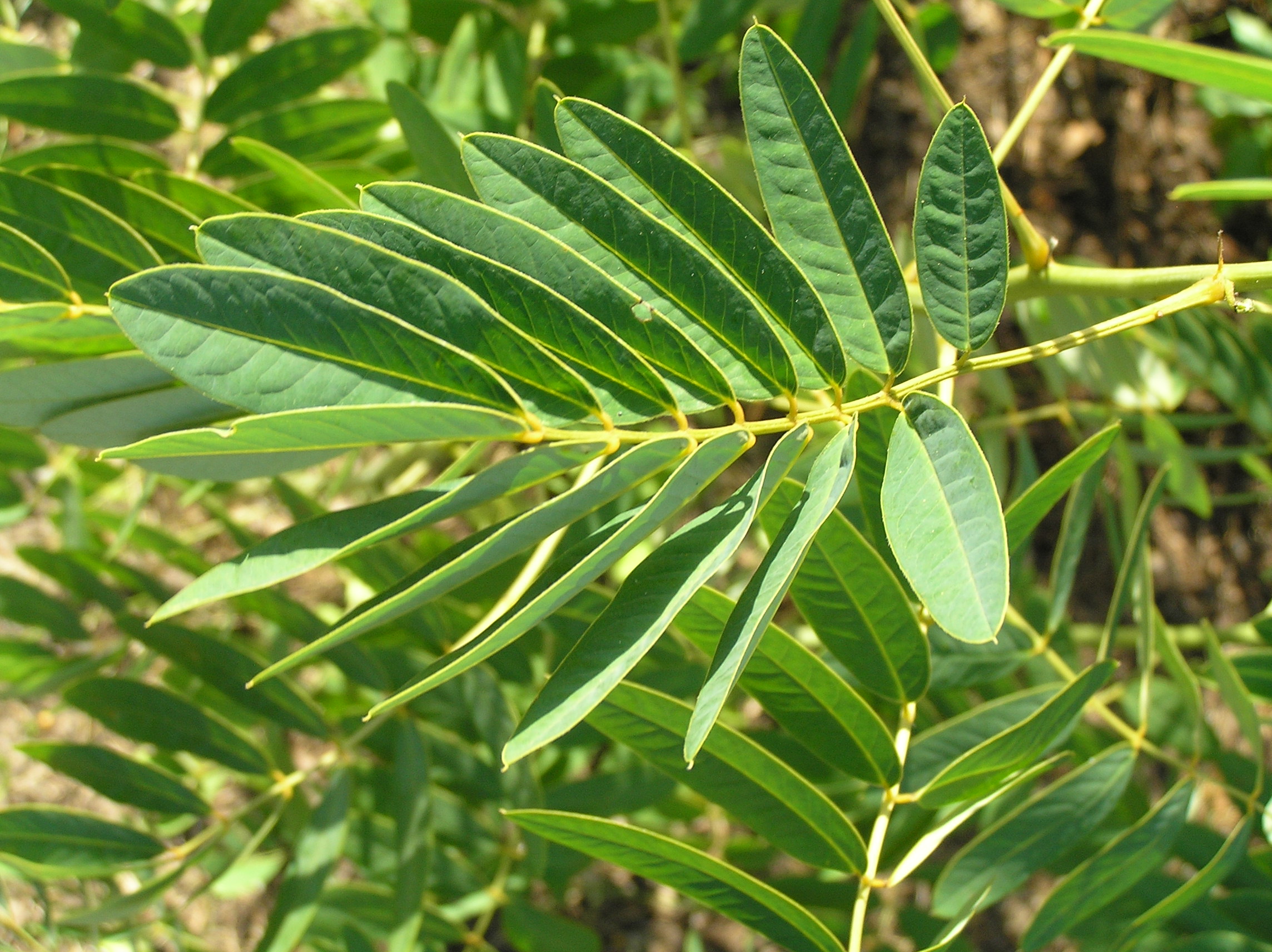 Native Trees of Indiana River Walk