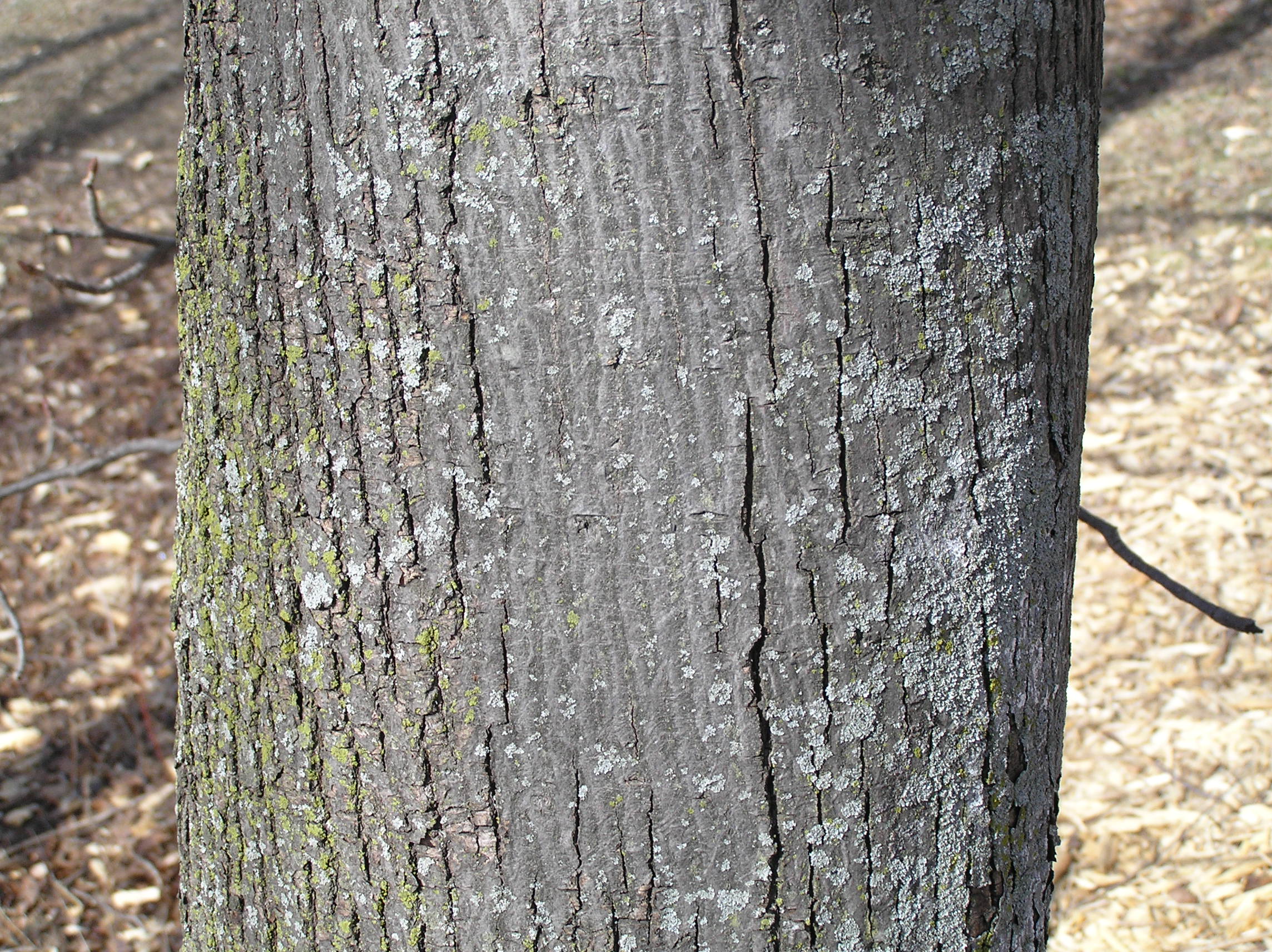 Native Trees of Indiana River Walk