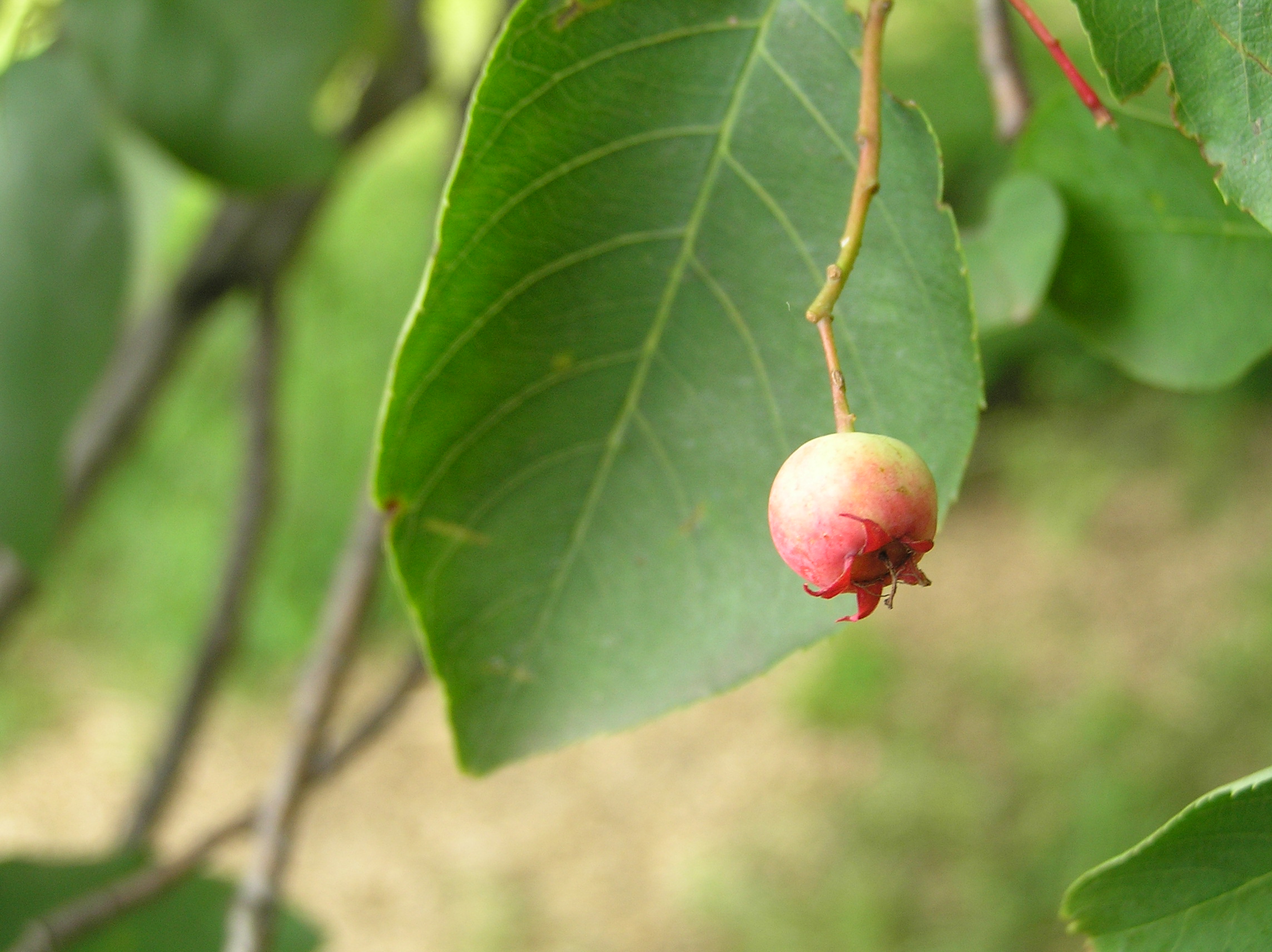 Native Trees of Indiana River Walk