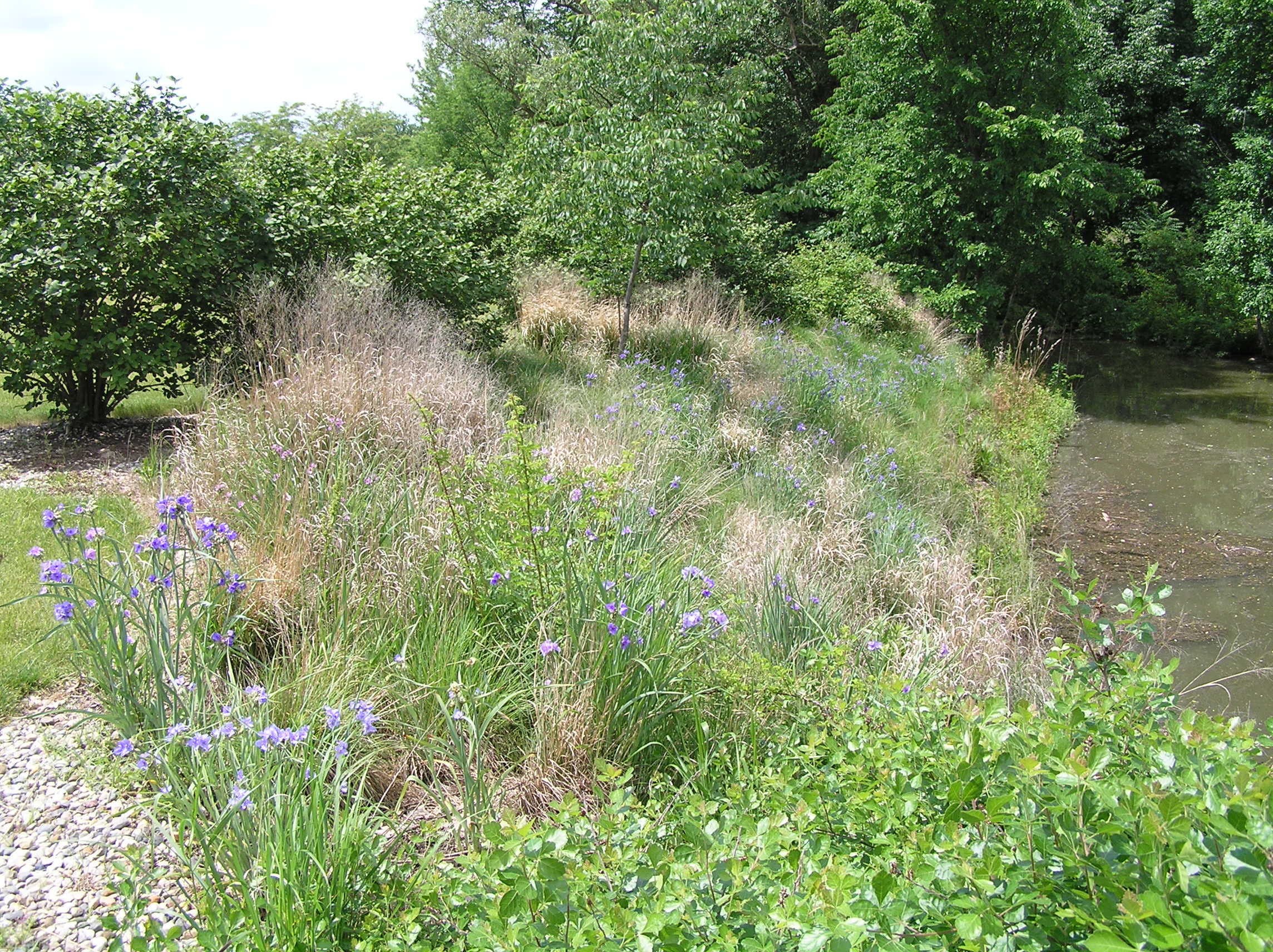 Native Trees of Indiana River Walk