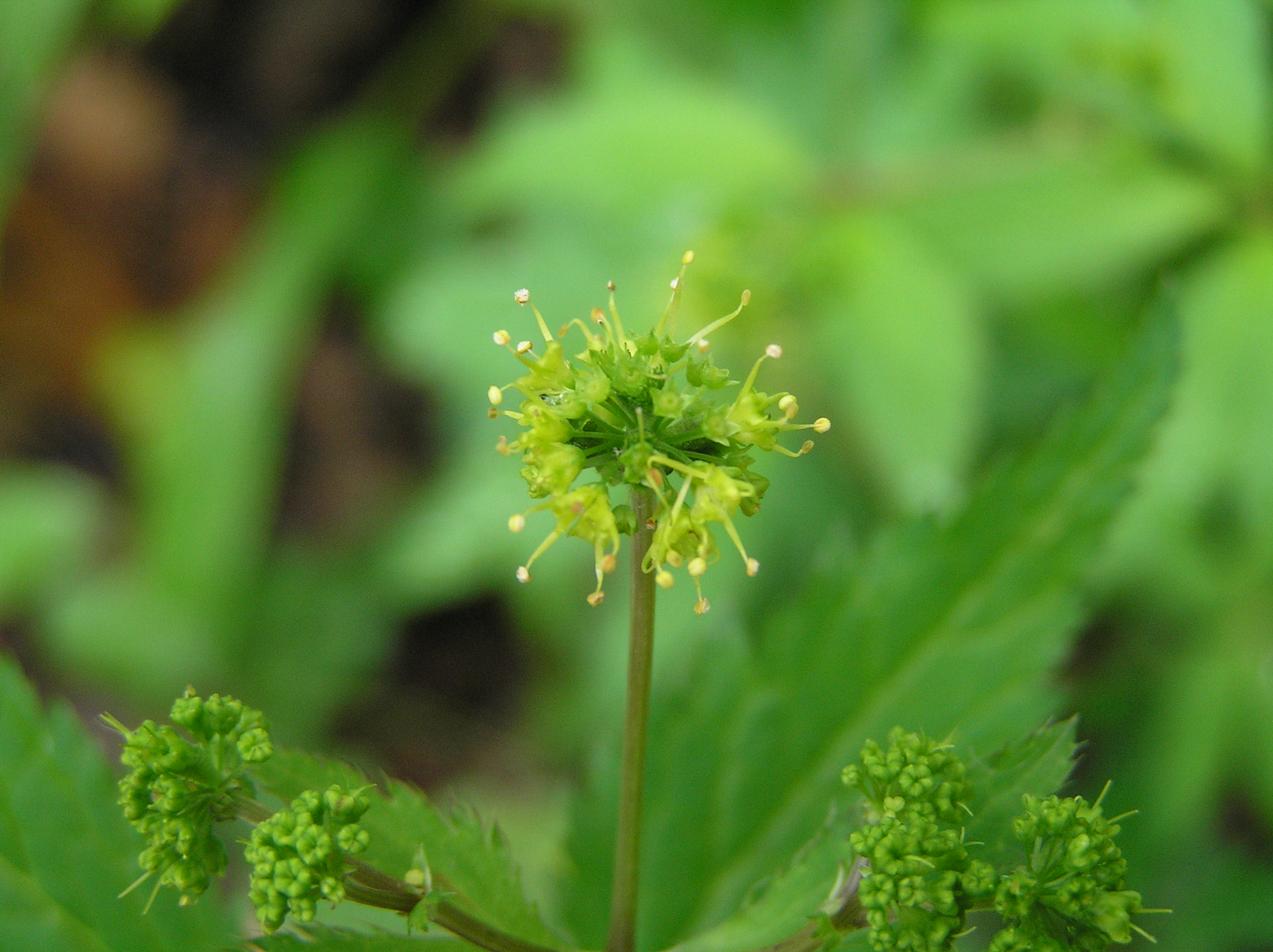 Native Trees of Indiana River Walk