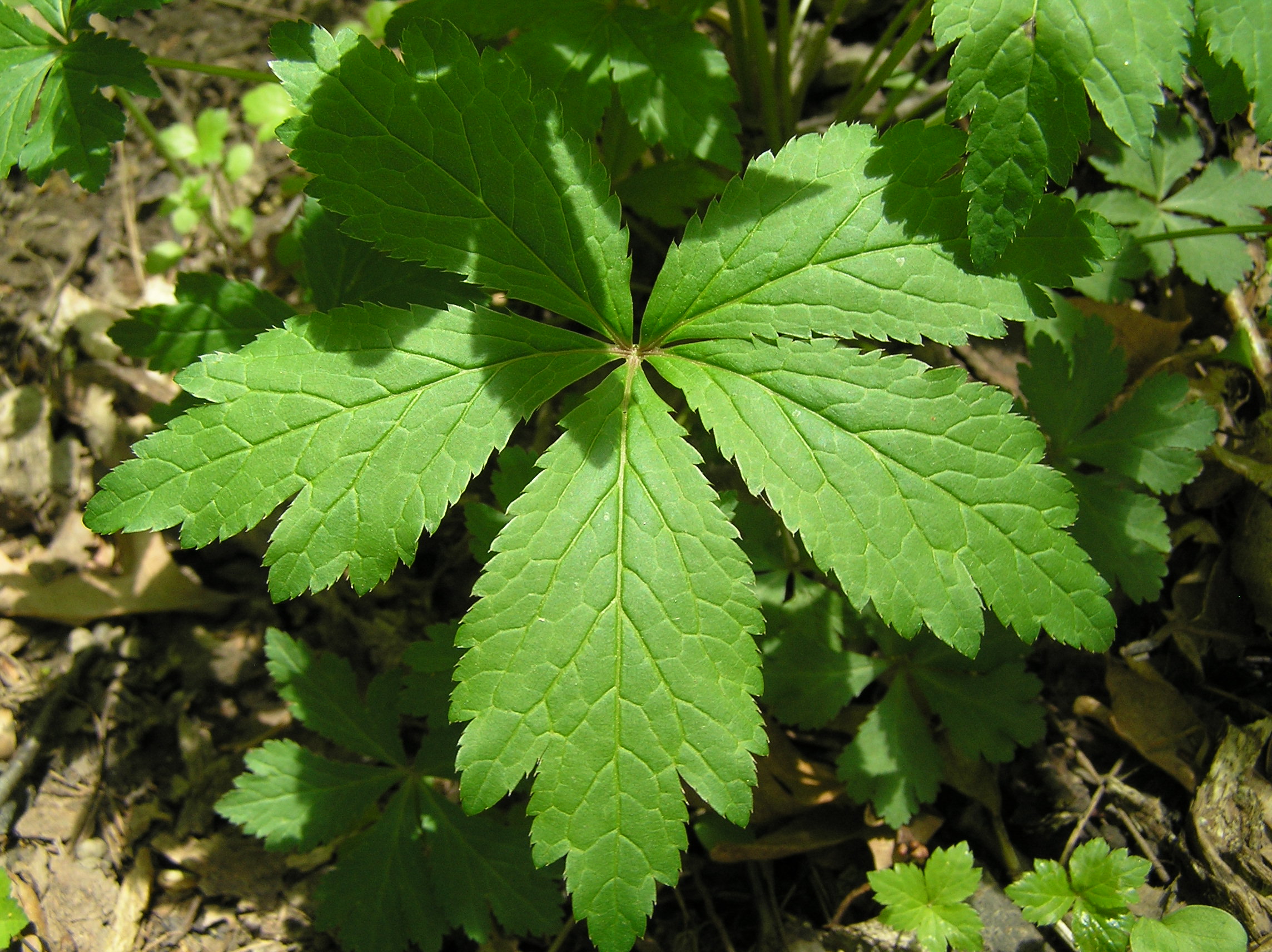 Native Trees of Indiana River Walk