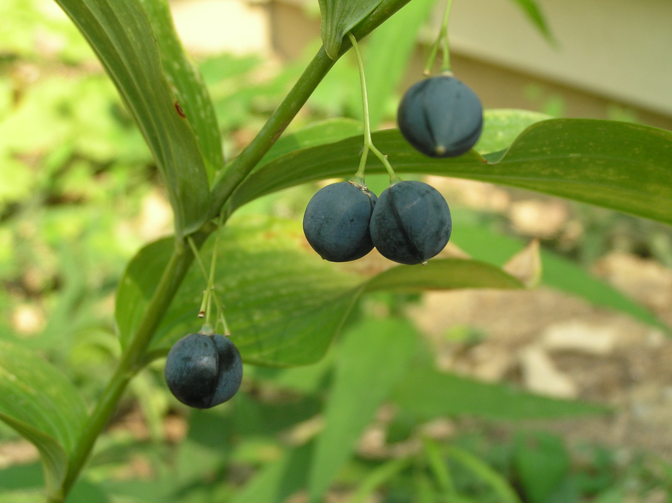Native Trees of Indiana River Walk