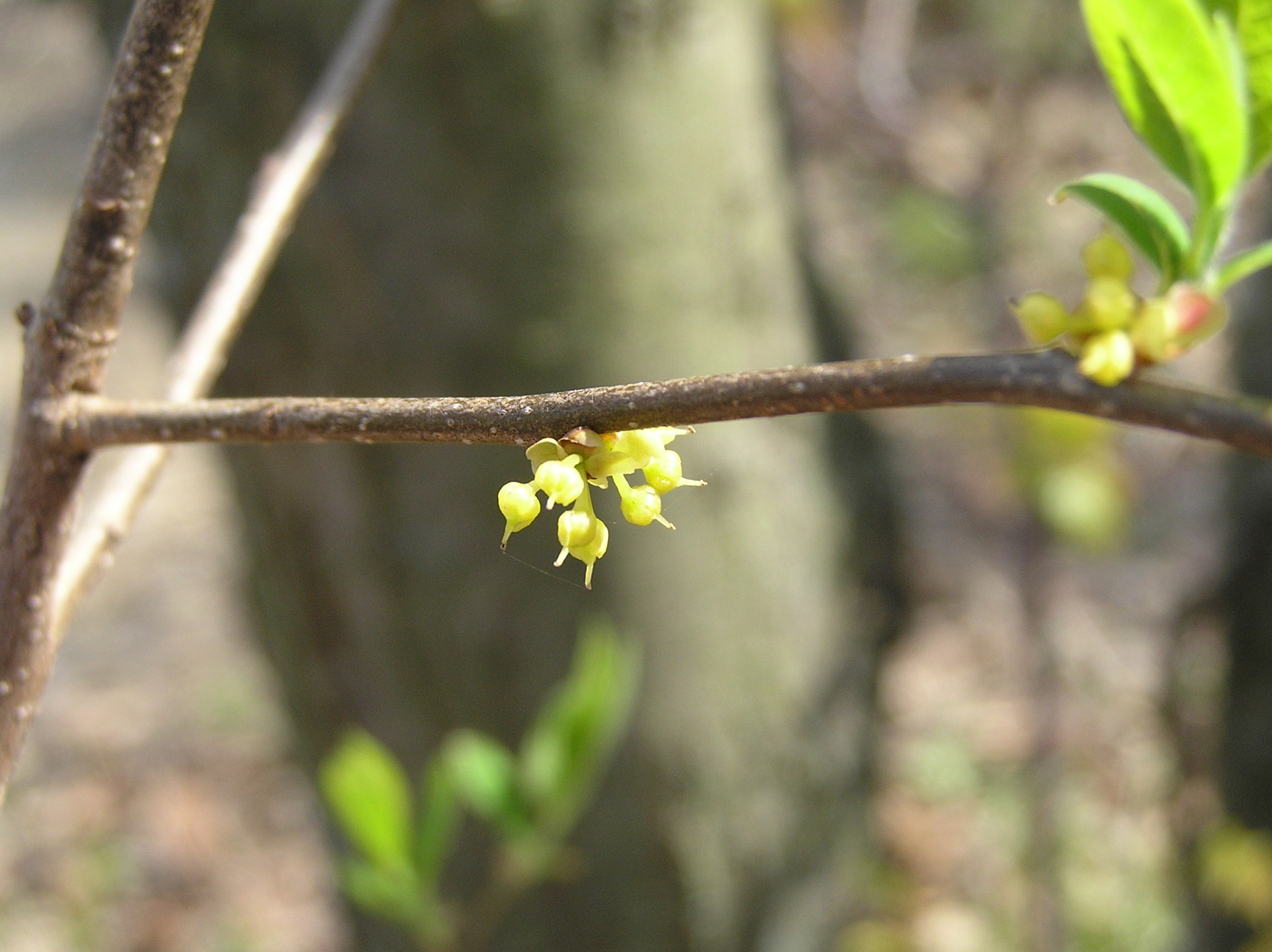Native Trees of Indiana River Walk