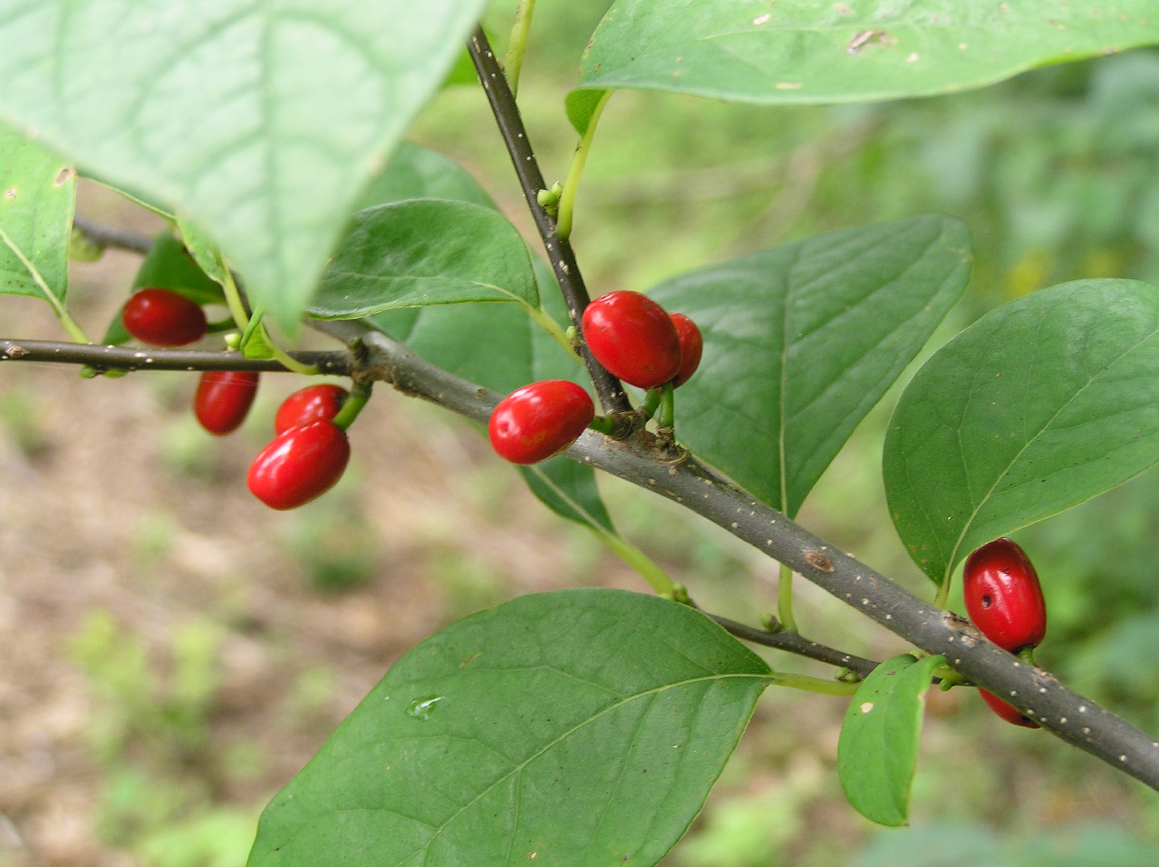 Native Trees of Indiana River Walk