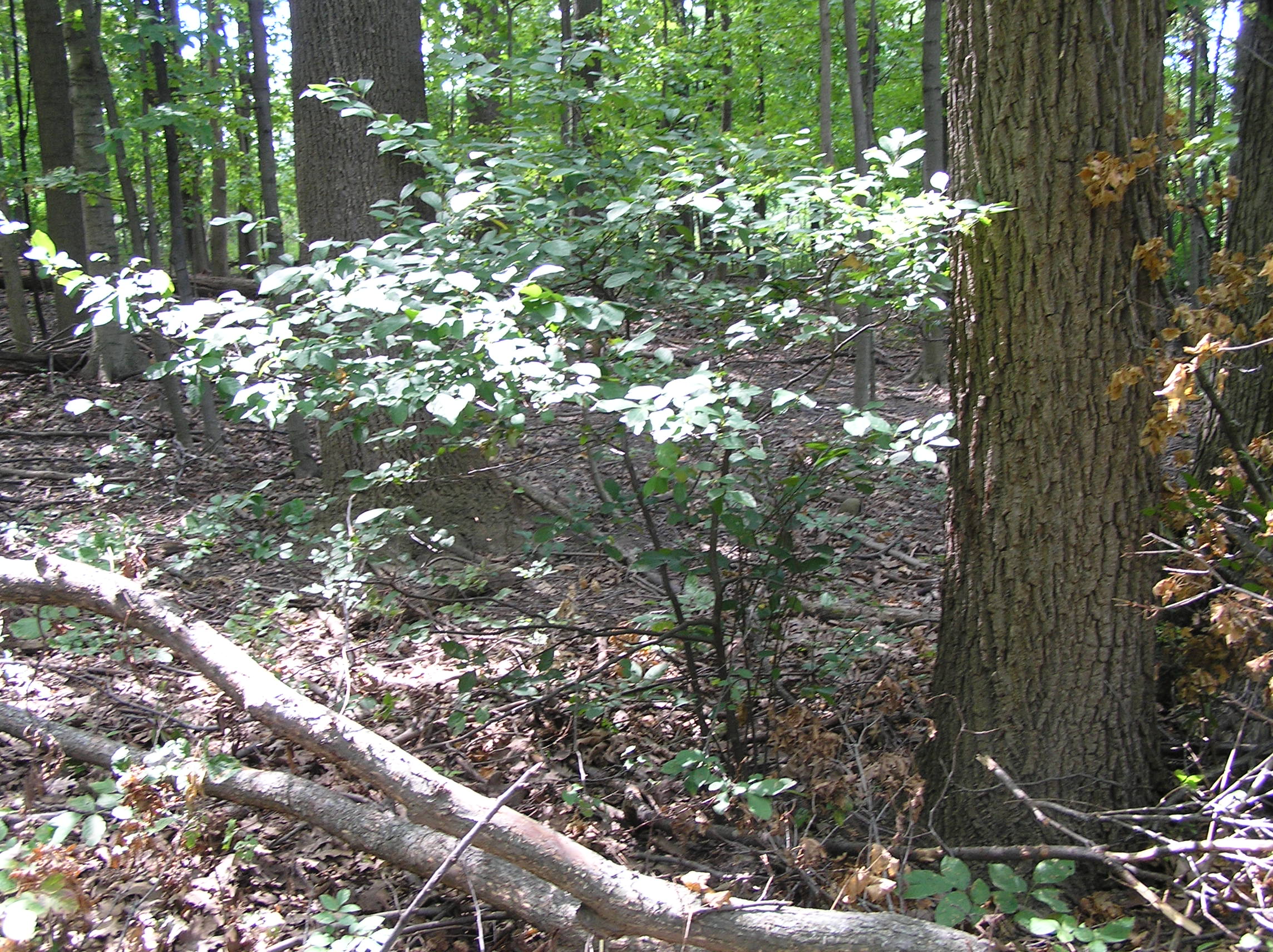 Native Trees of Indiana River Walk