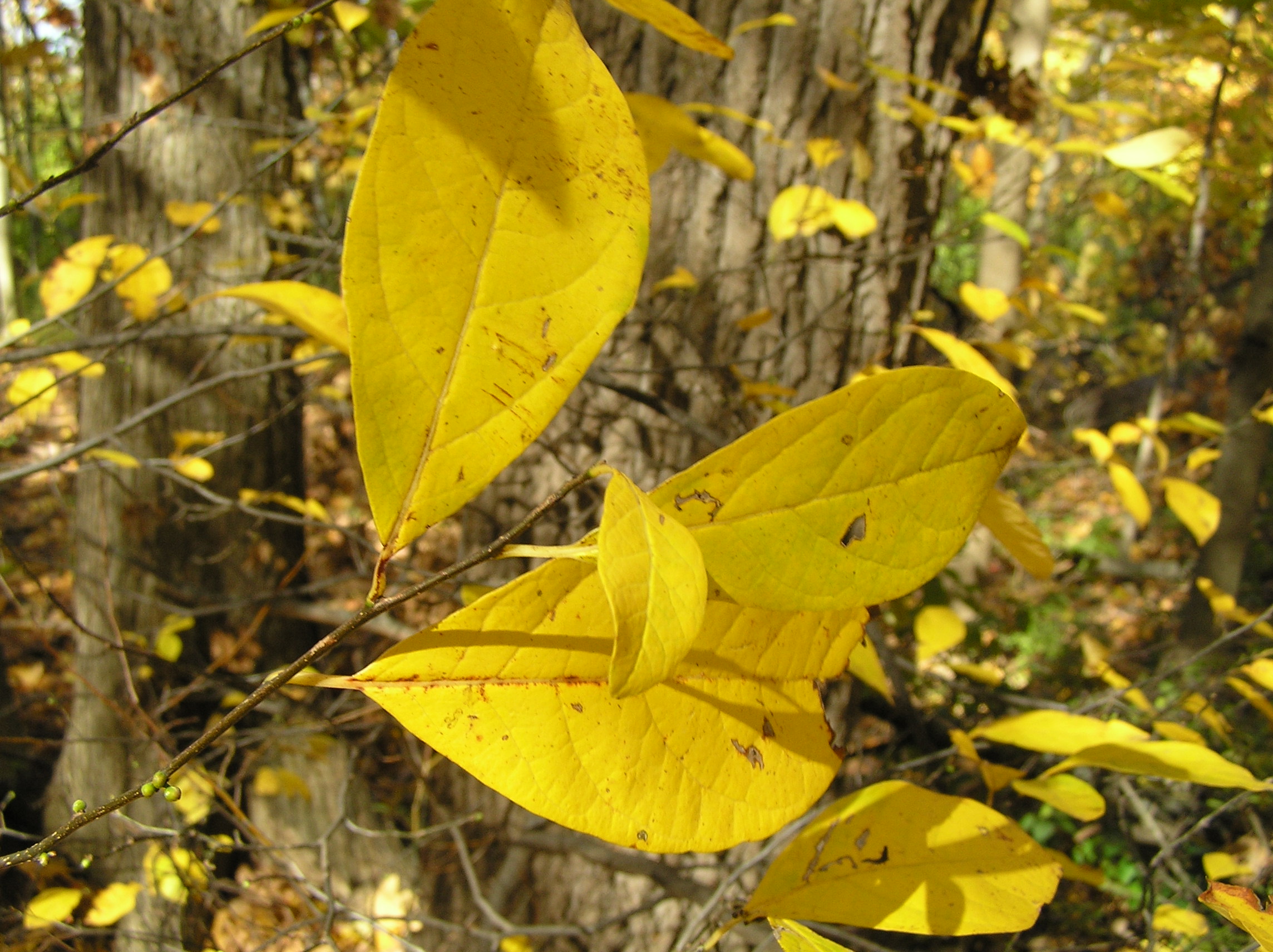 Native Trees of Indiana River Walk