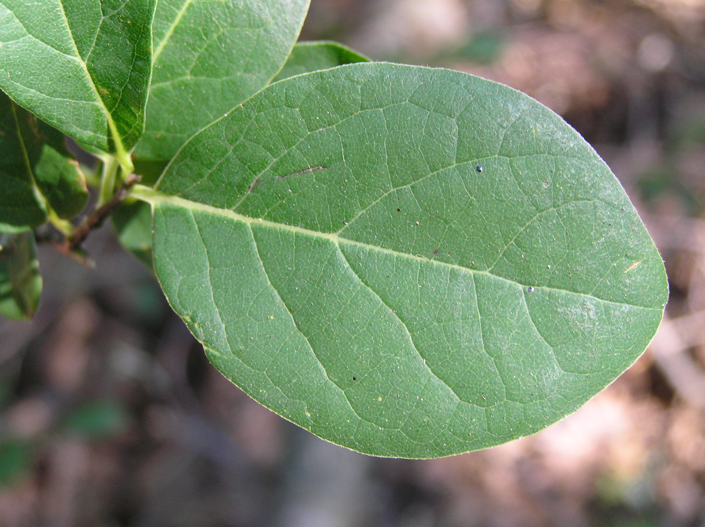 Native Trees of Indiana River Walk