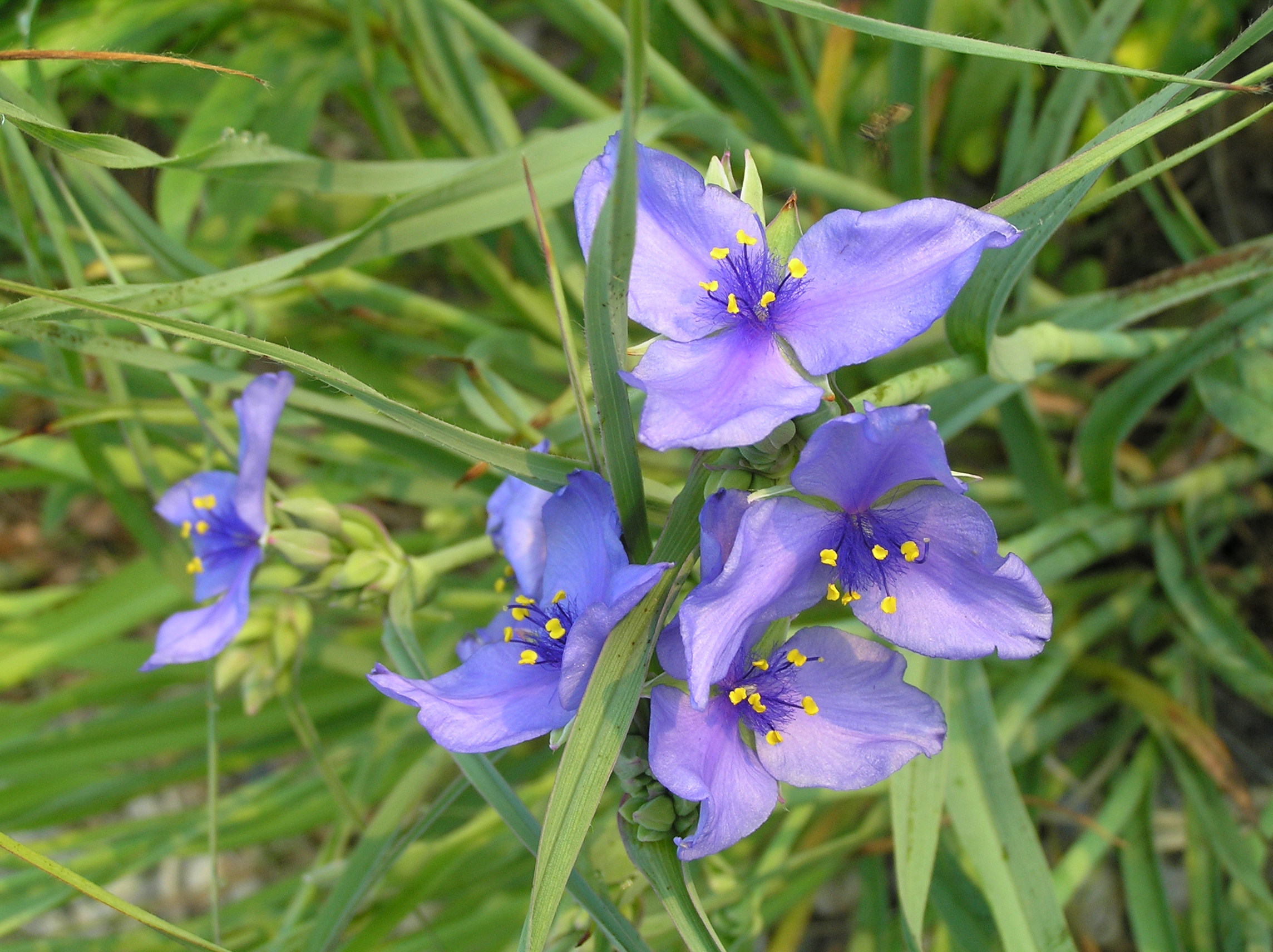Native Trees of Indiana River Walk