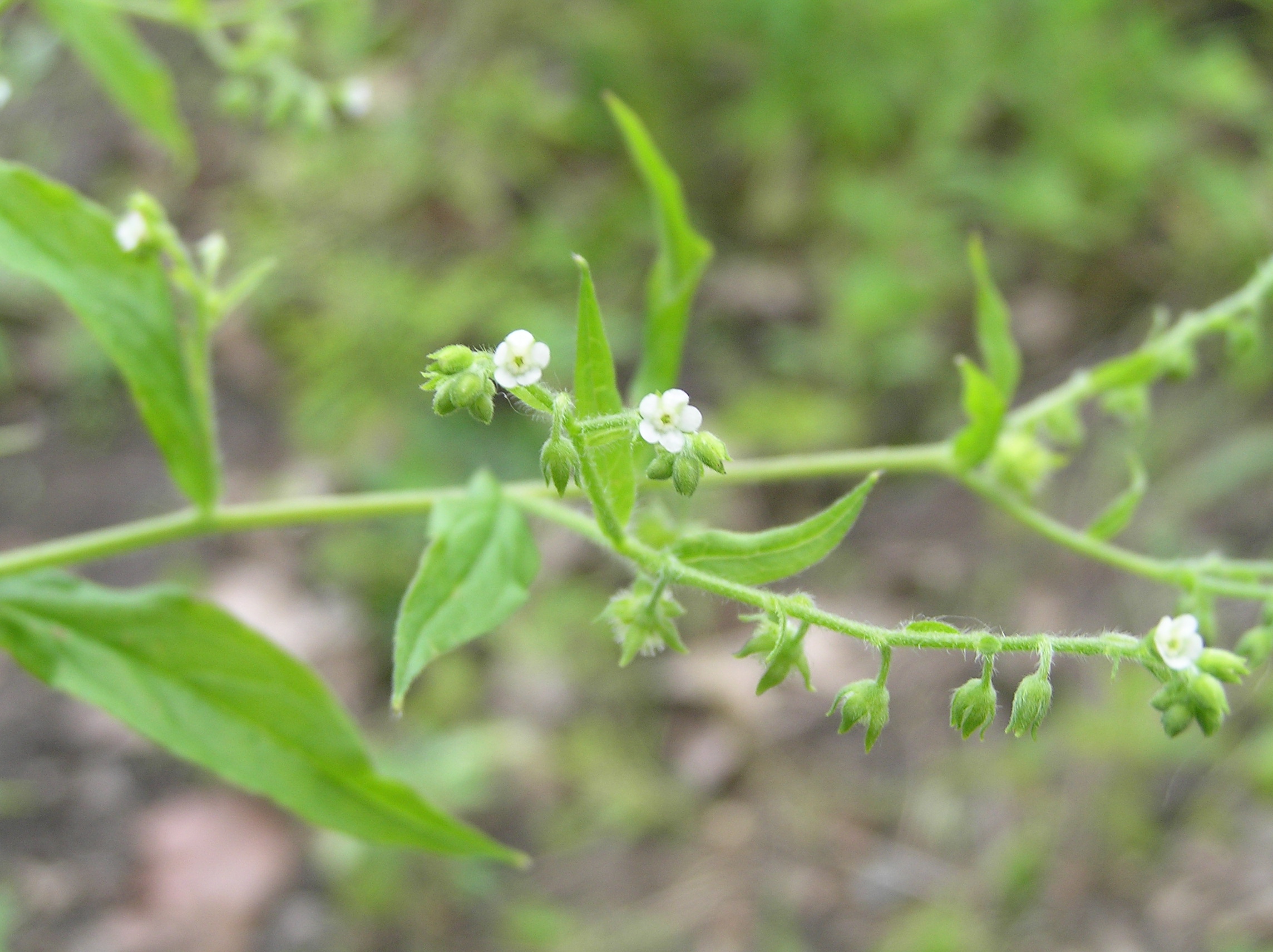 Native Trees of Indiana River Walk
