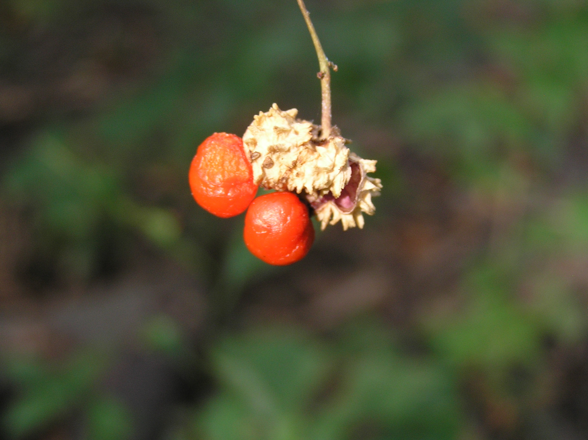 Native Trees of Indiana River Walk