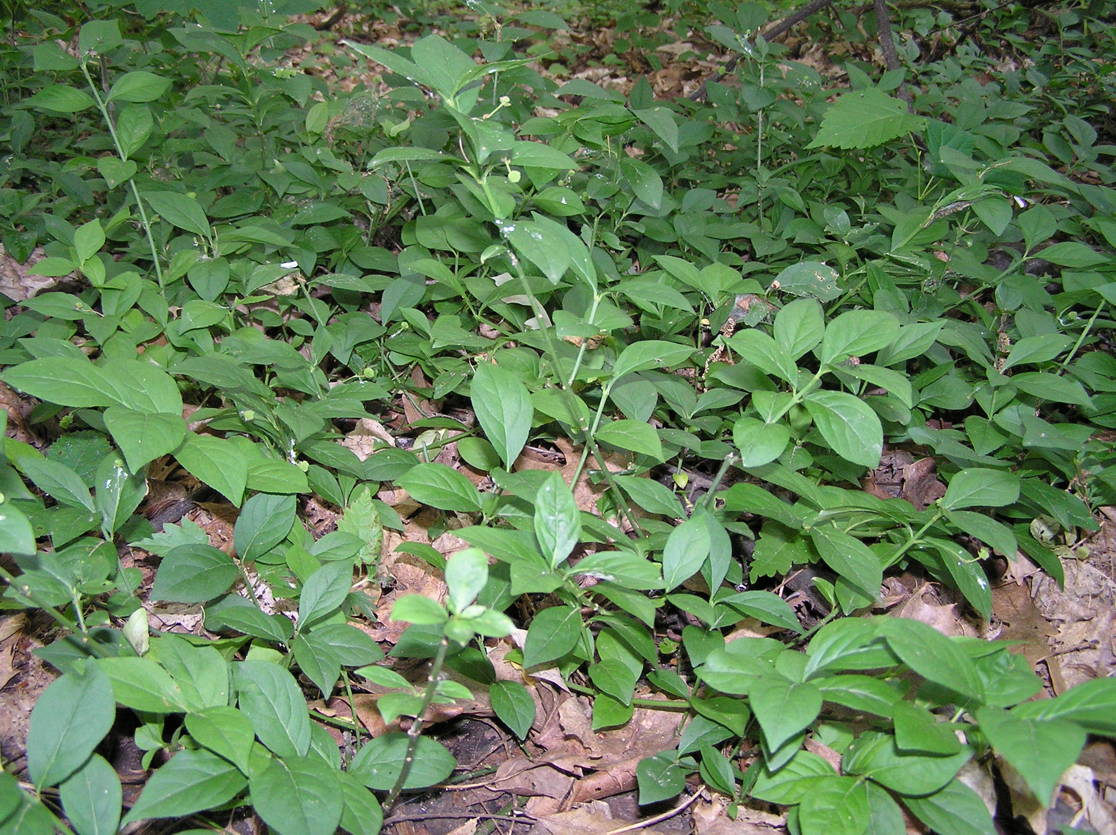 Native Trees of Indiana River Walk
