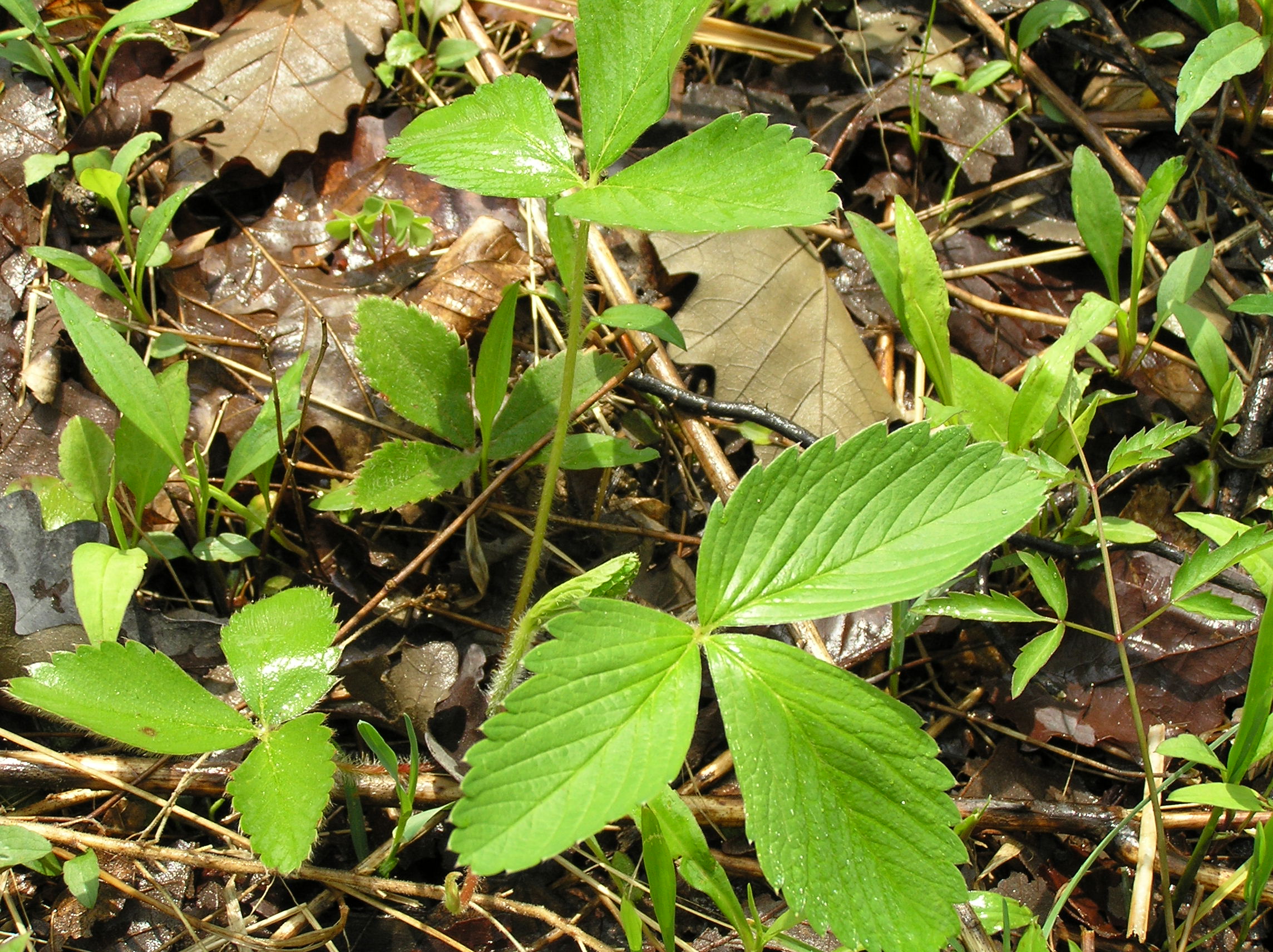 Native Trees of Indiana River Walk