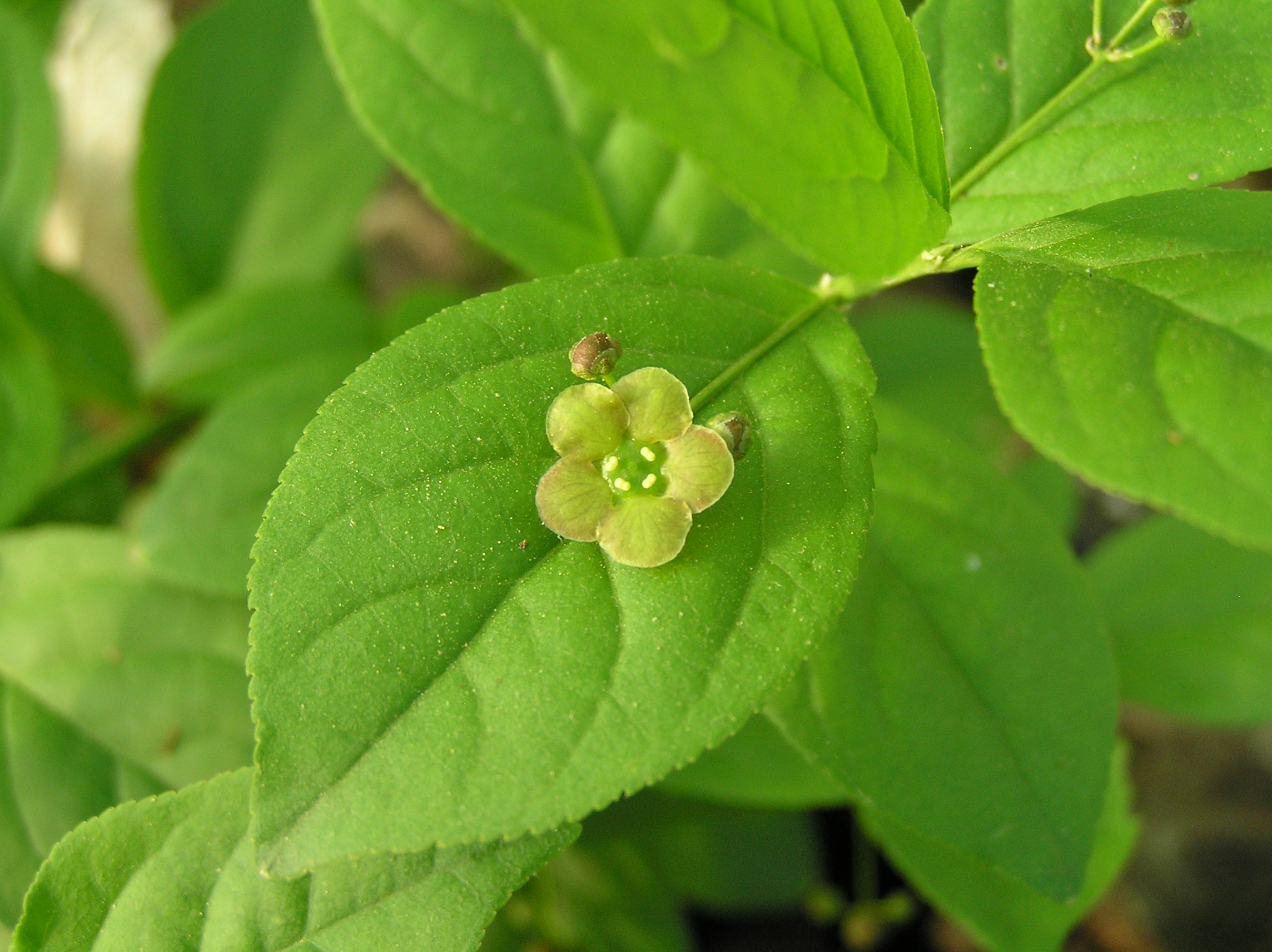 Native Trees of Indiana River Walk