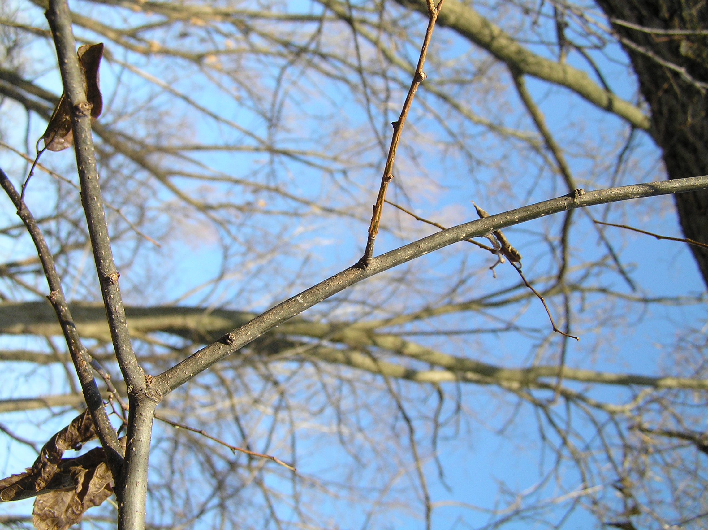 Native Trees of Indiana River Walk