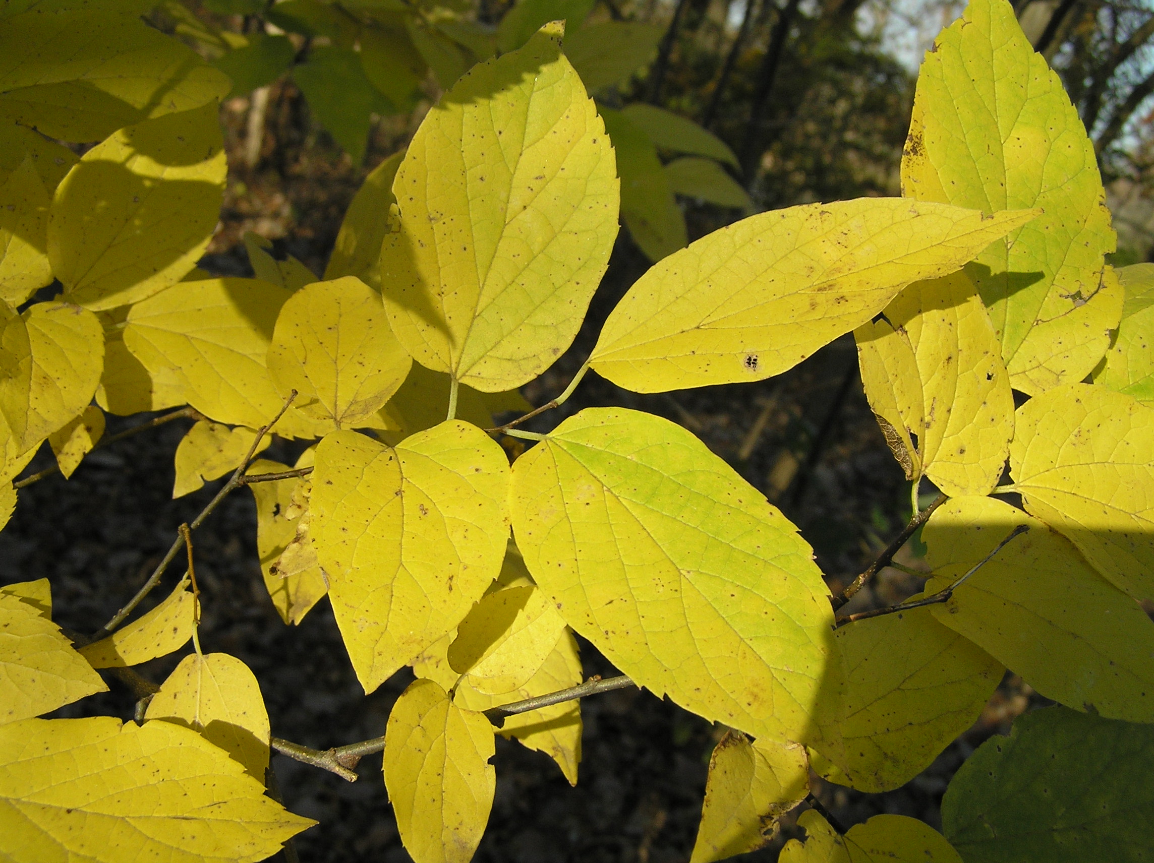 Native Trees of Indiana River Walk
