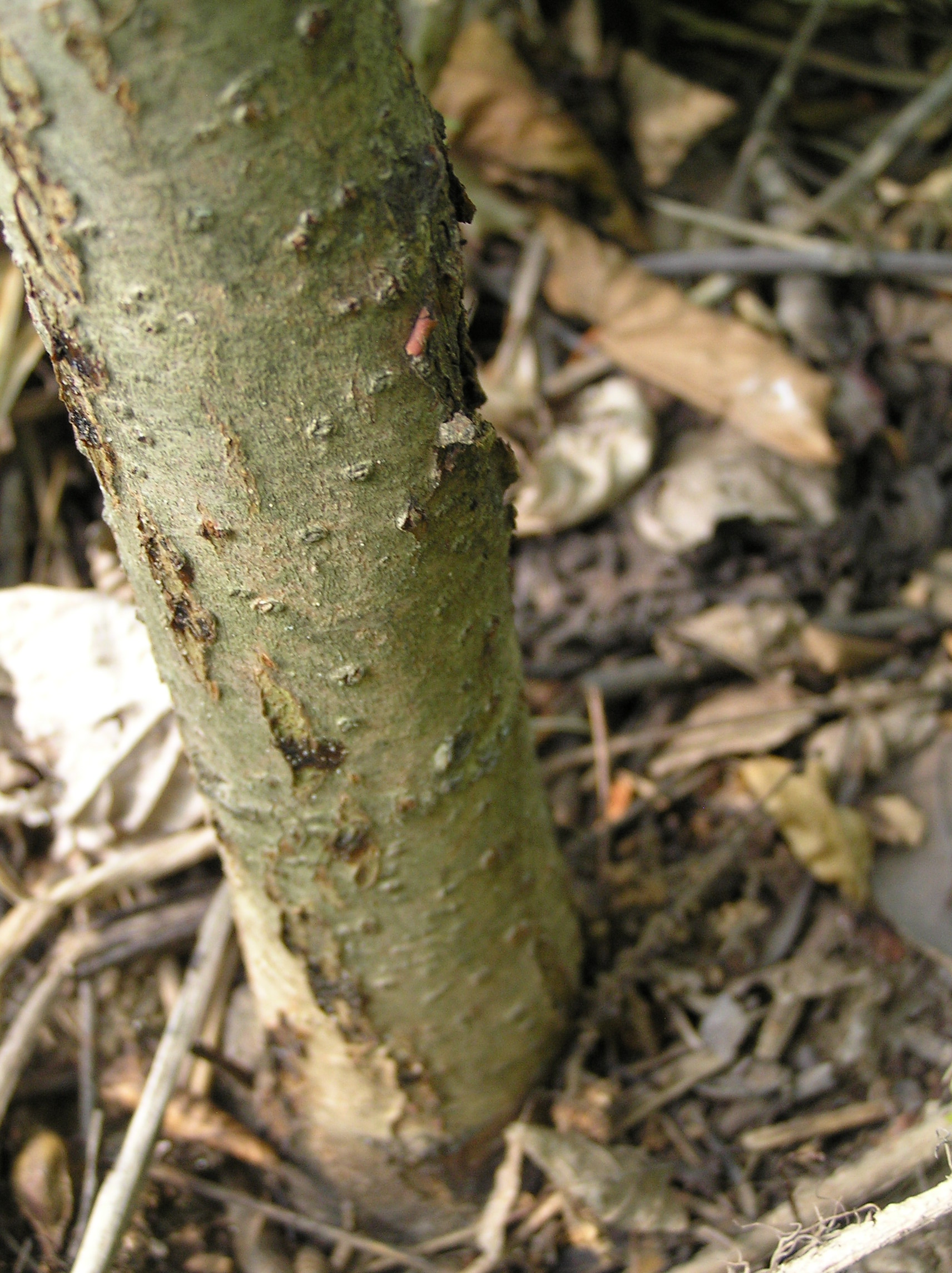 Native Trees of Indiana River Walk