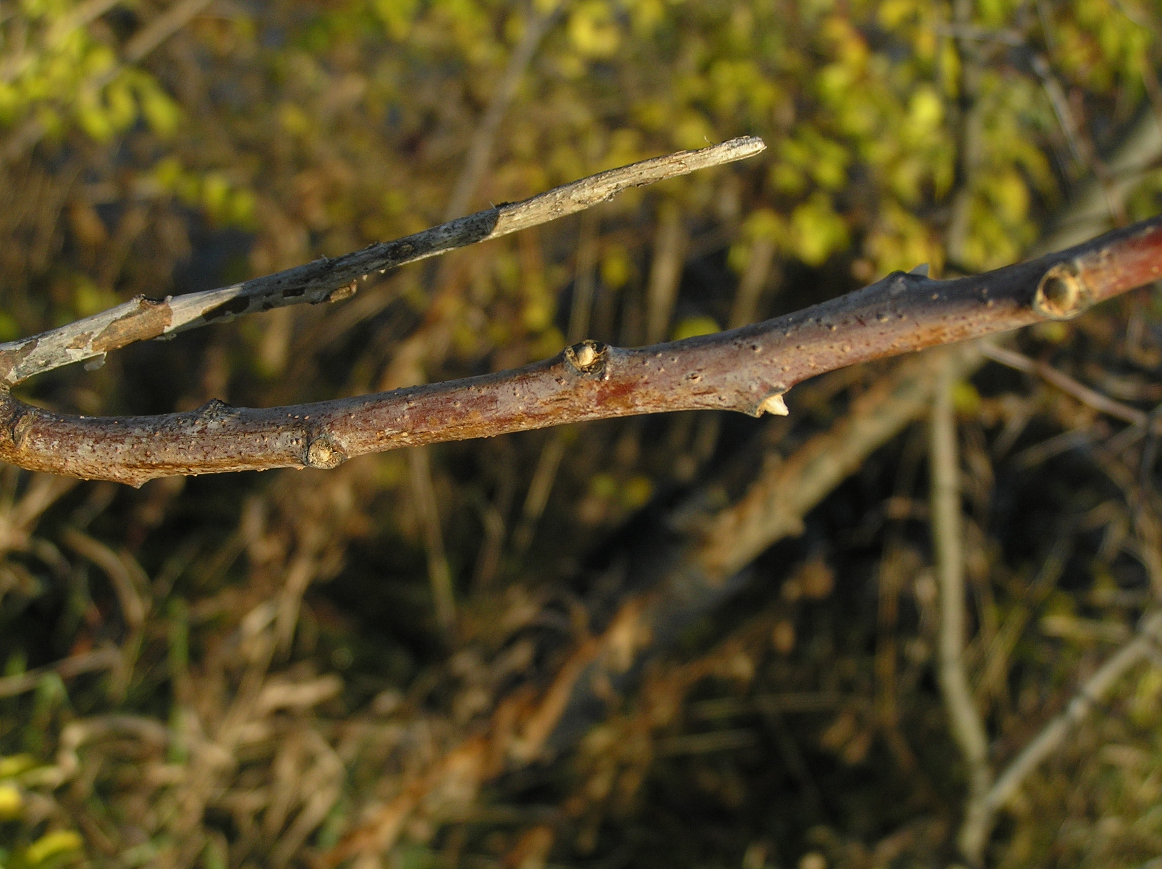 Native Trees of Indiana River Walk