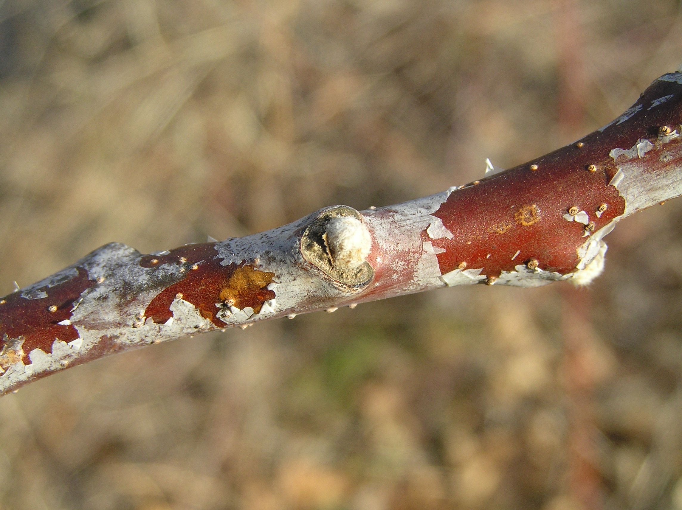 Native Trees of Indiana River Walk