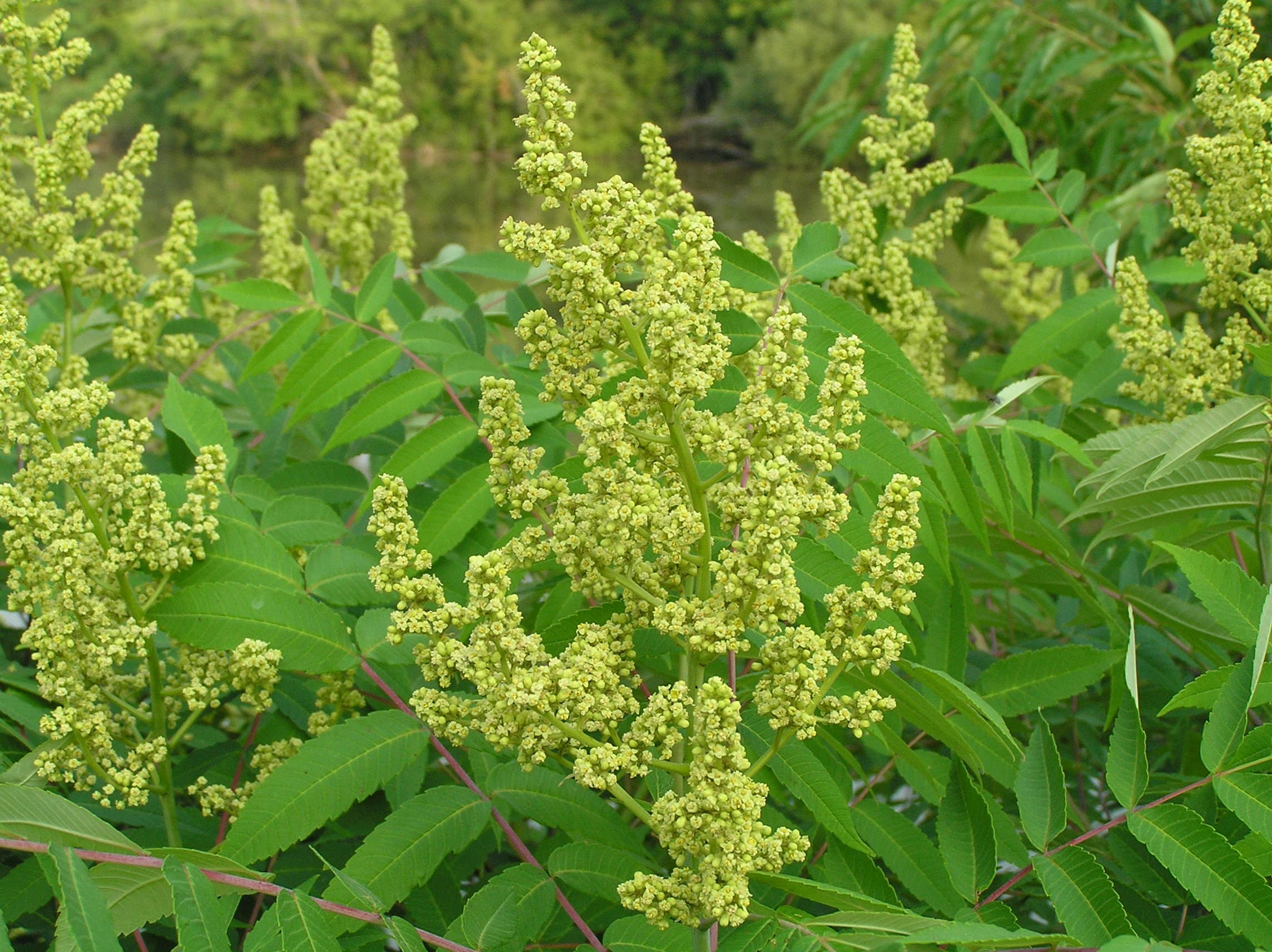 Native Trees of Indiana River Walk
