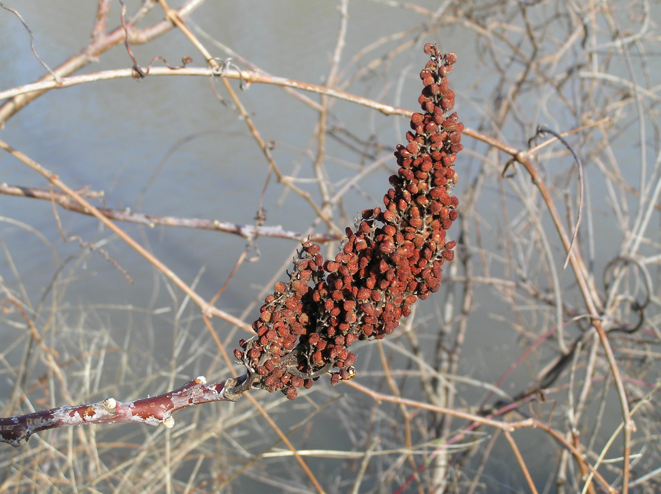 Native Trees of Indiana River Walk