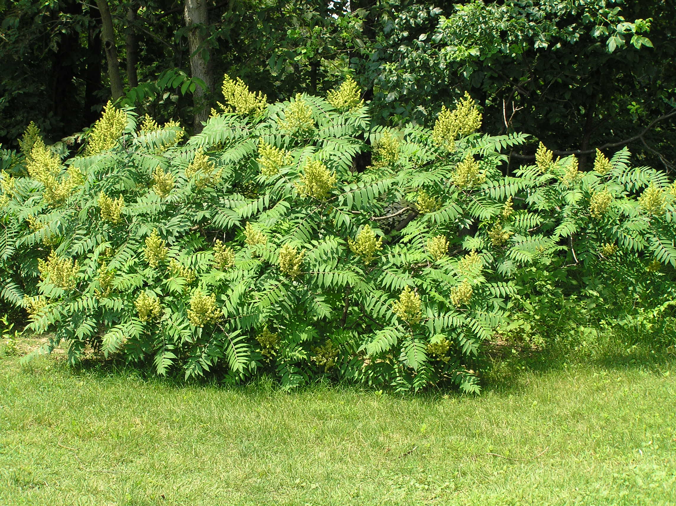 Native Trees of Indiana River Walk