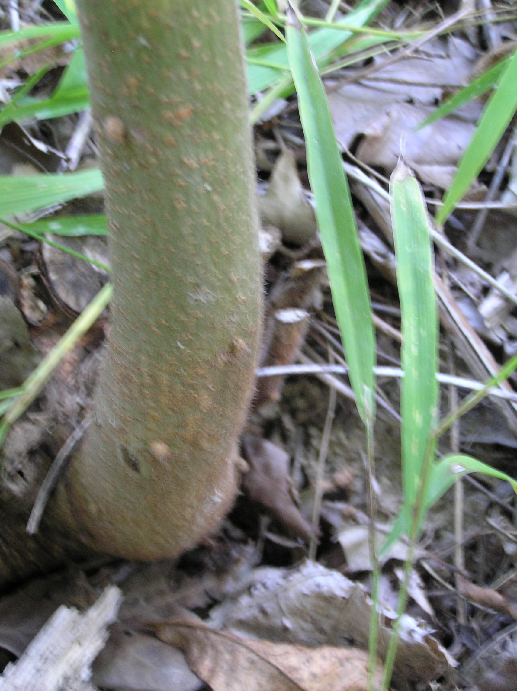 Native Trees of Indiana River Walk