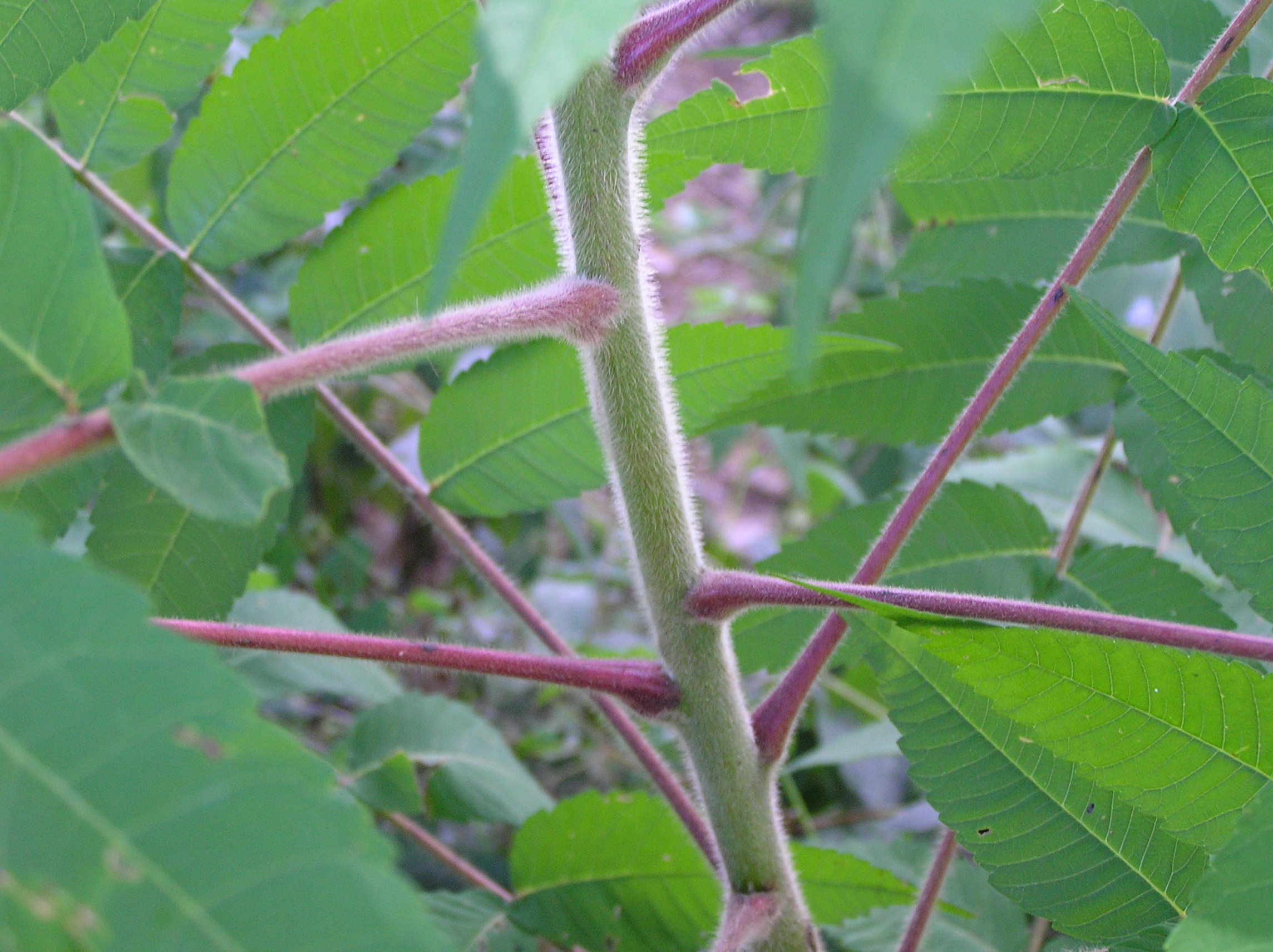 Native Trees of Indiana River Walk