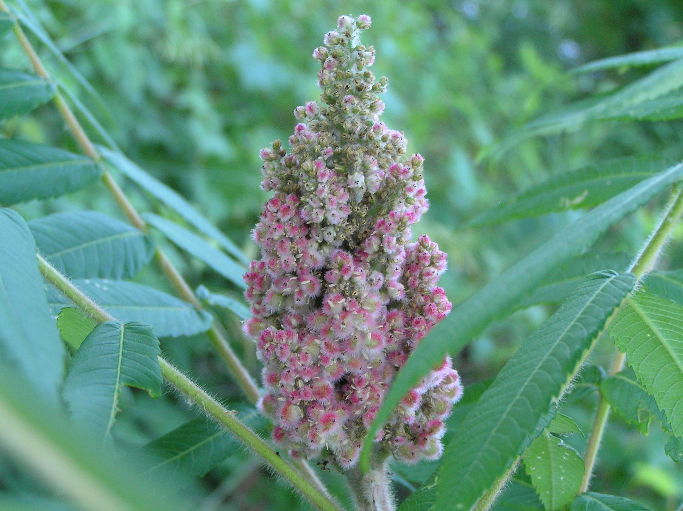Sumac Tree Indiana at Willie Mixon blog