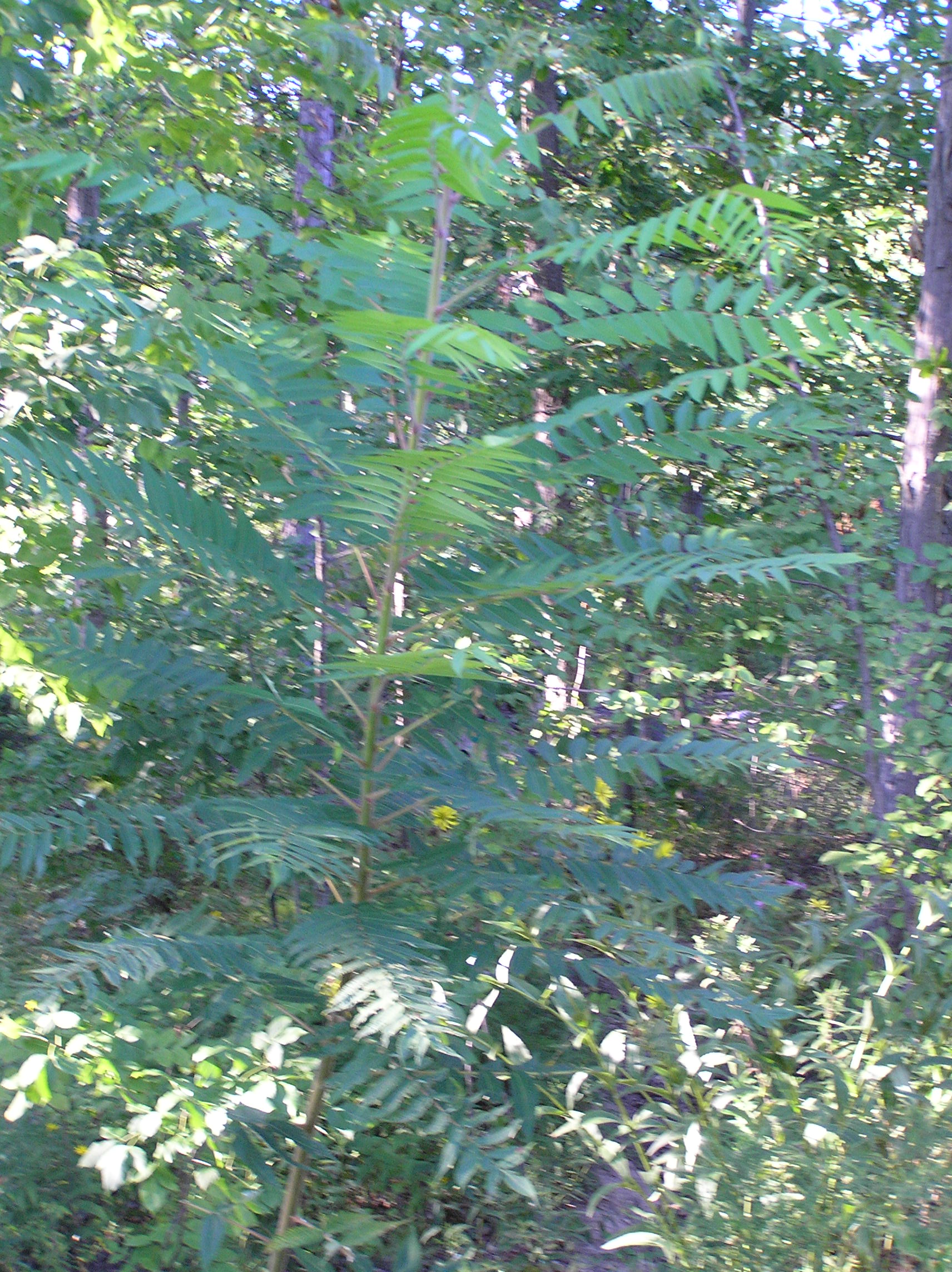 Native Trees of Indiana River Walk