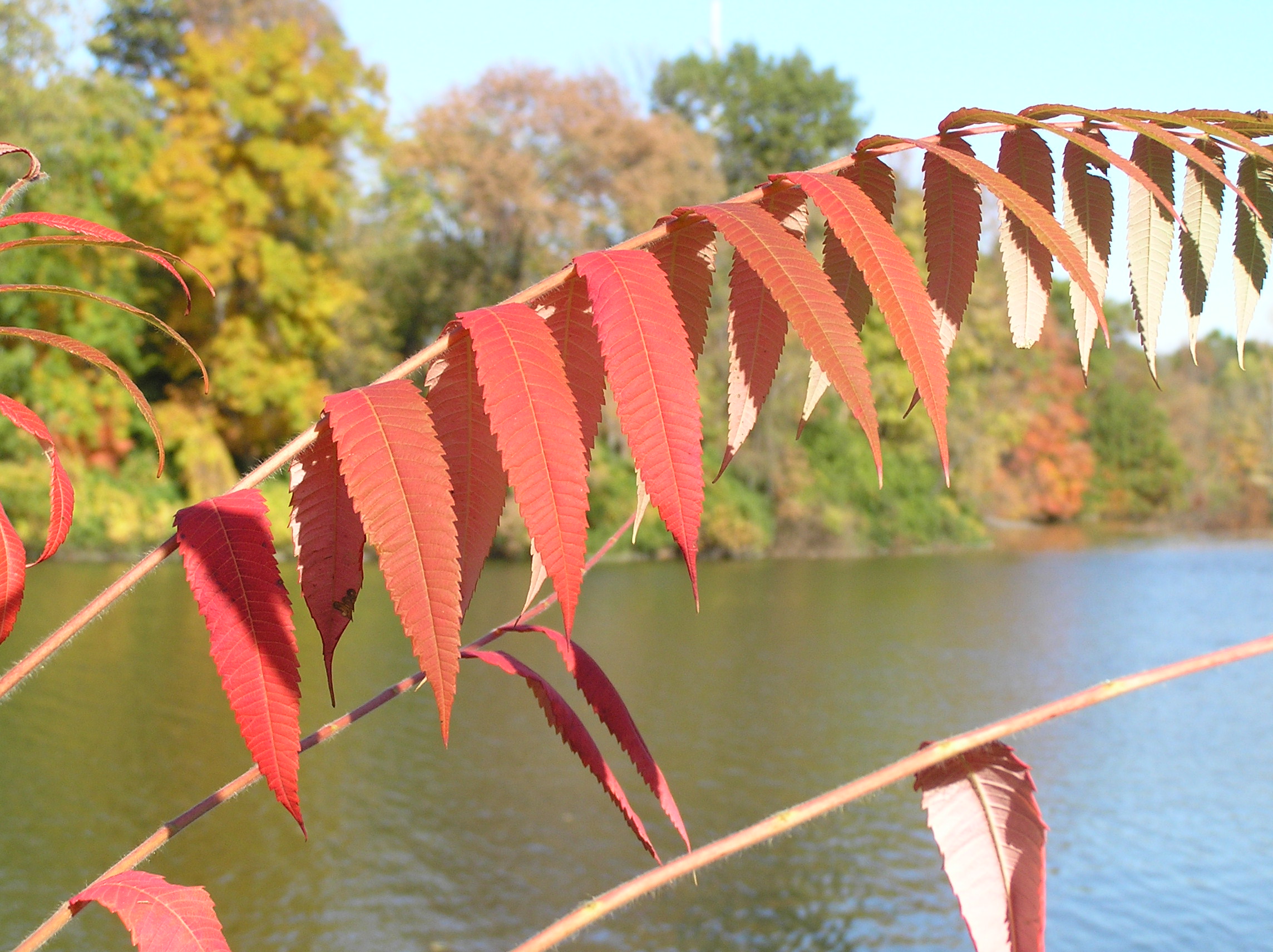 Native Trees of Indiana River Walk