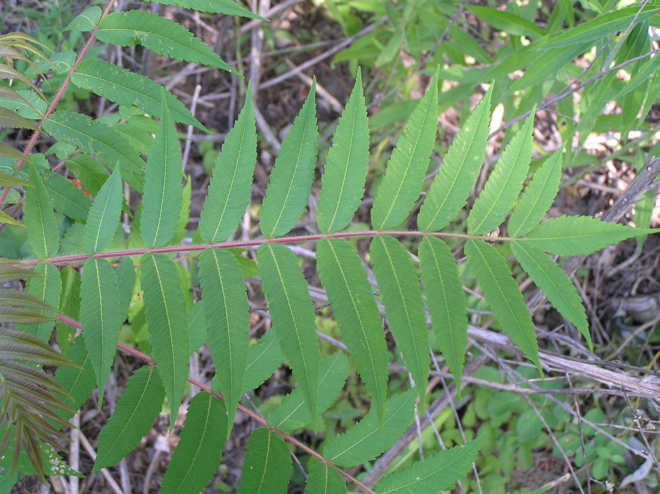 Native Trees of Indiana River Walk