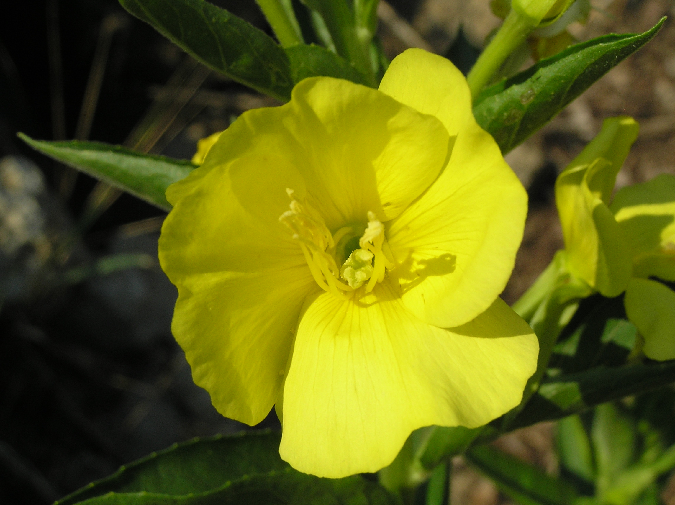 Native Trees of Indiana River Walk