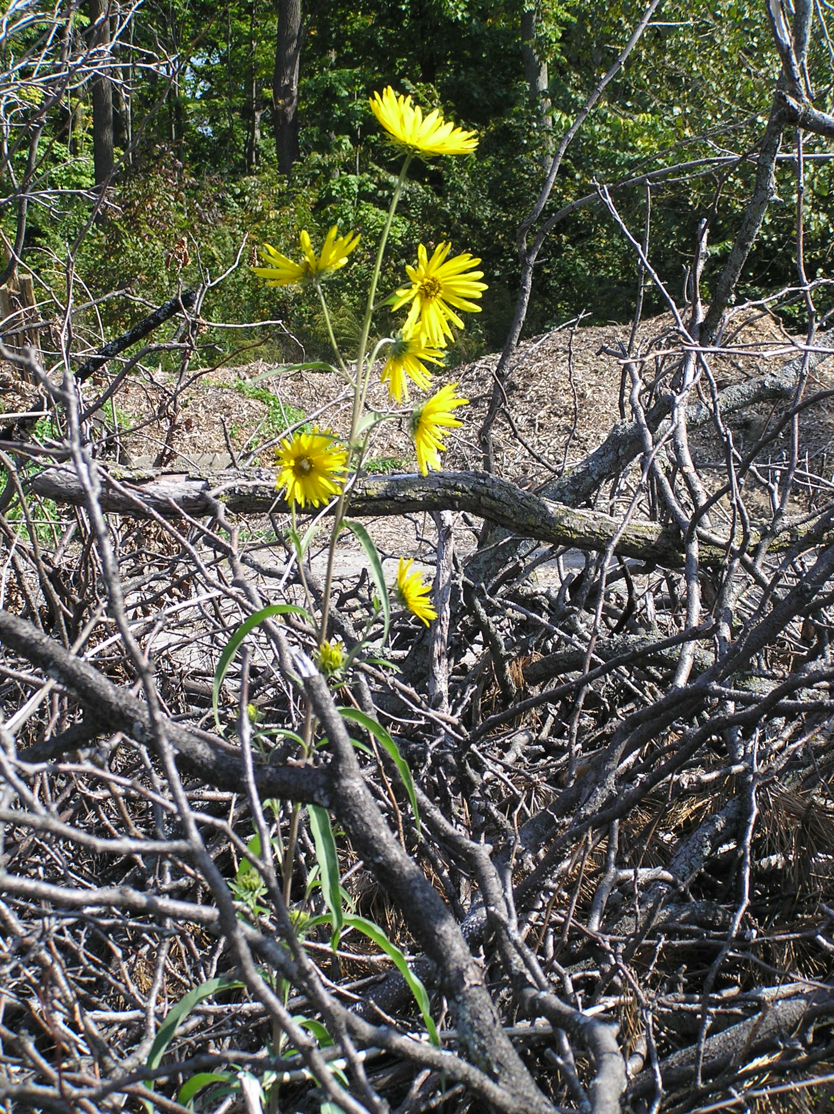Native Trees of Indiana River Walk